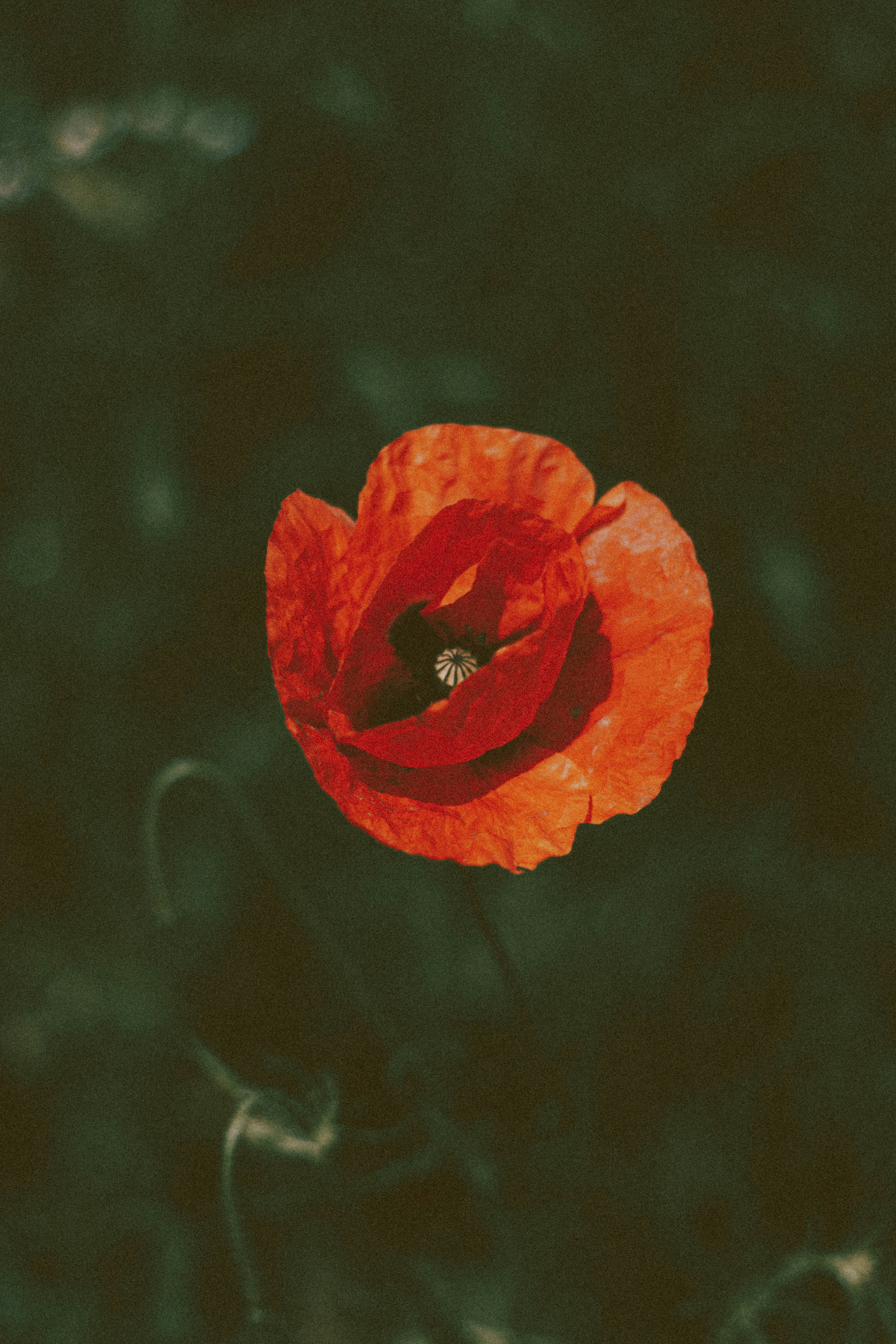 Crimson Poppy Emerges from a Velvet Green Backdrop