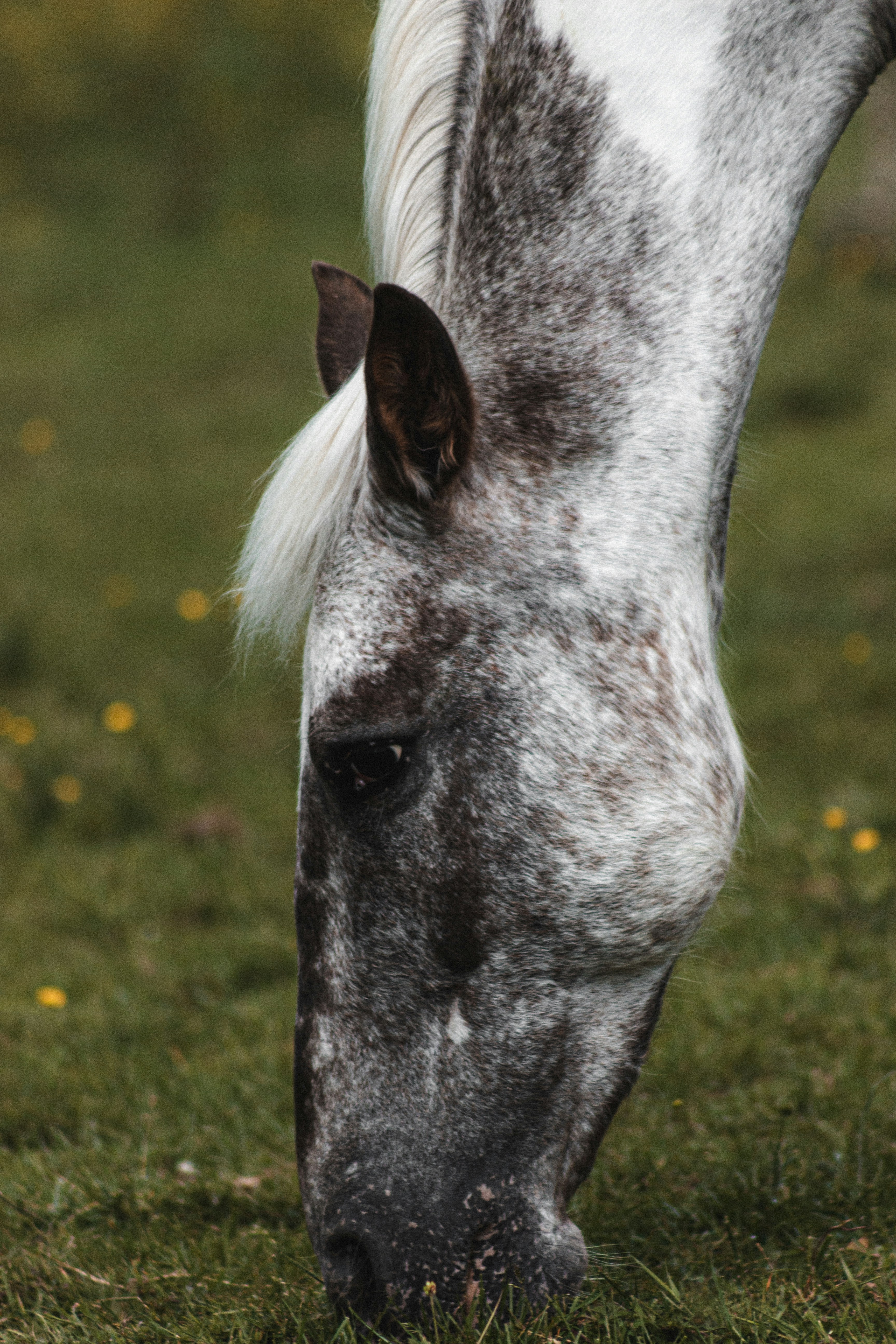 Dappled Grace: A Close-Up of a Grazing Gray Horse