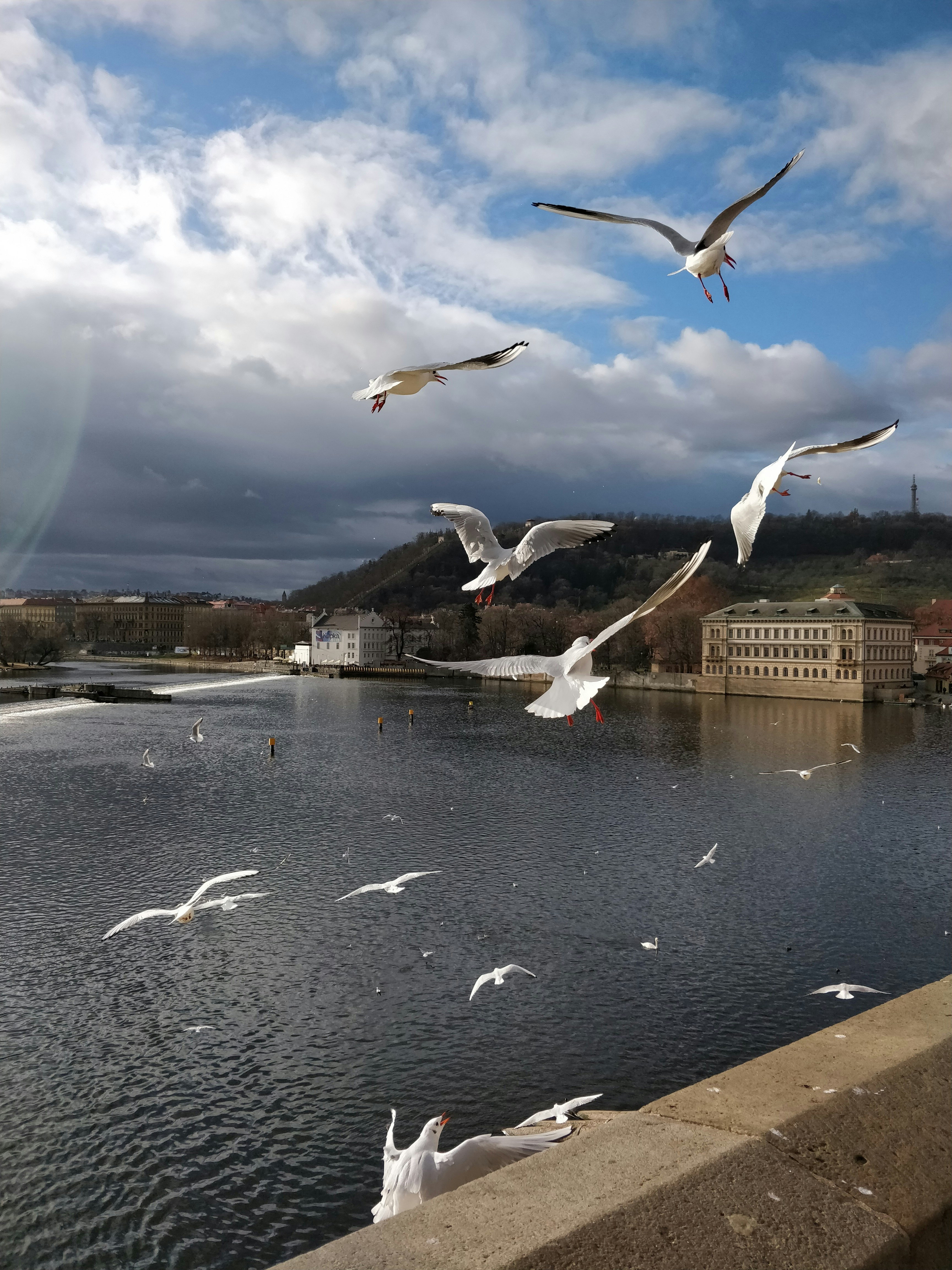 Seagulls Soar Over River's Edge
