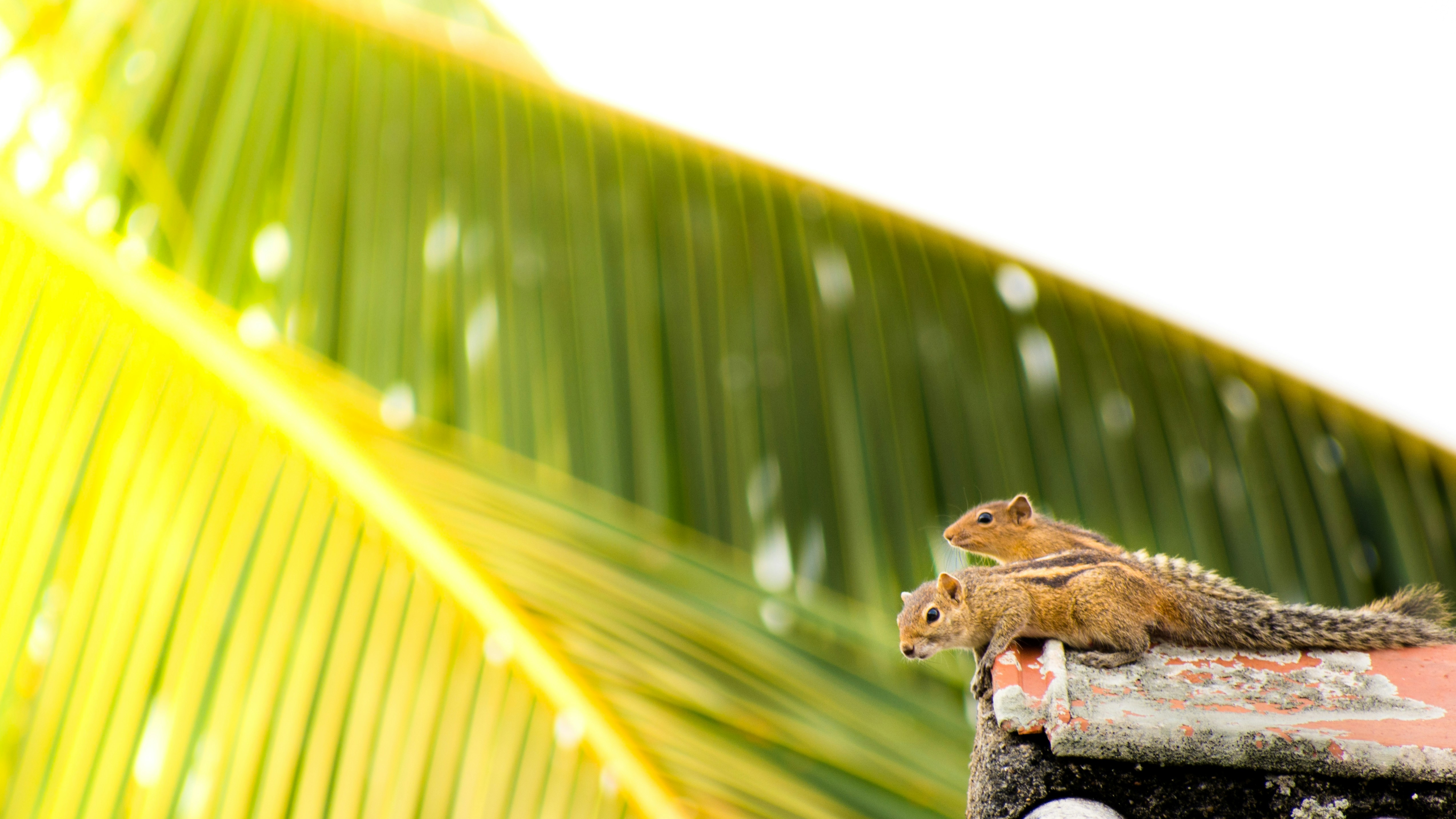 Sun-Warmed Duo: Two Lizards Perch on a Weathered Fence Beneath Palm Fronds
