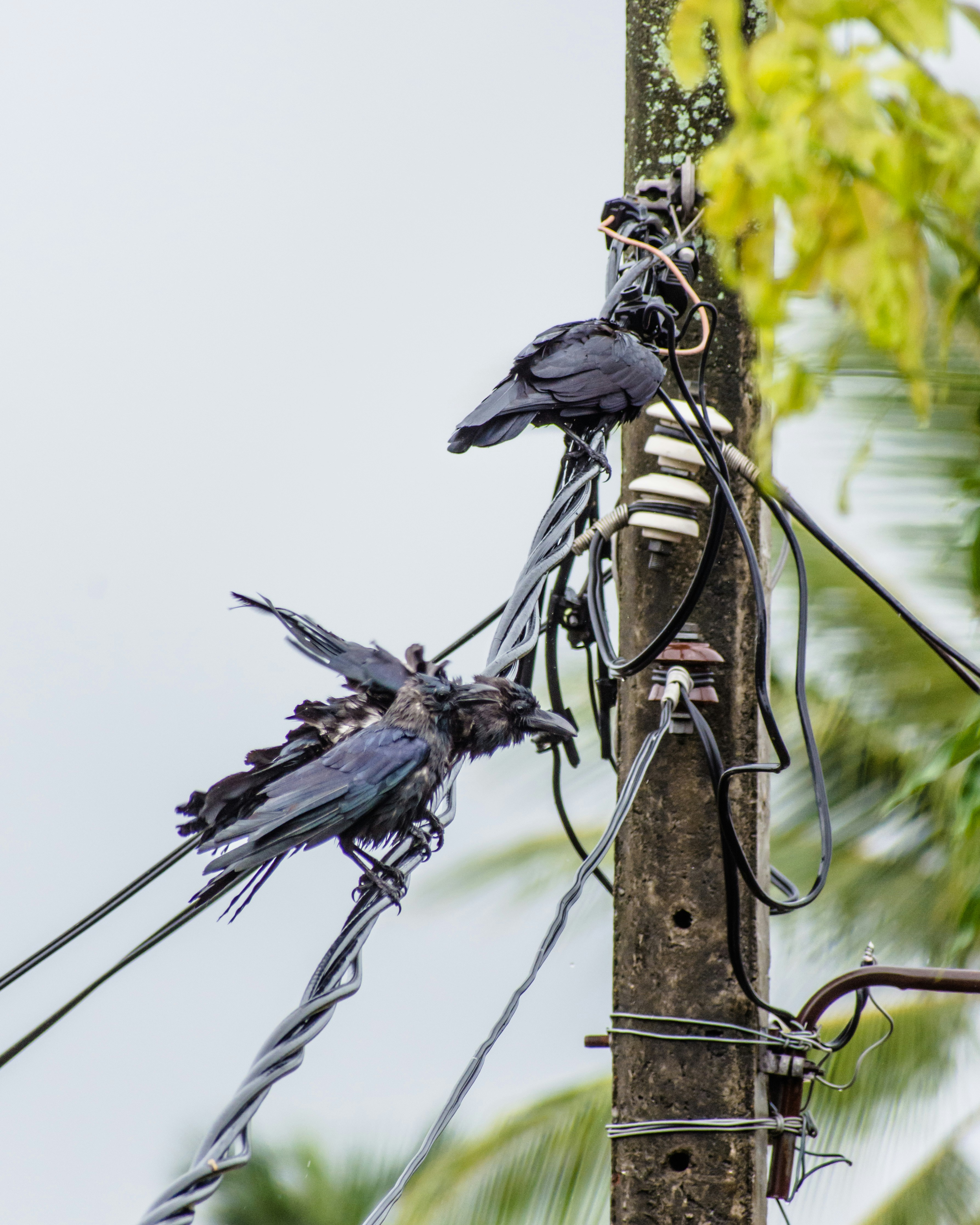 Tangled Signals: Two Crows Contend with a Looming Electrical Post