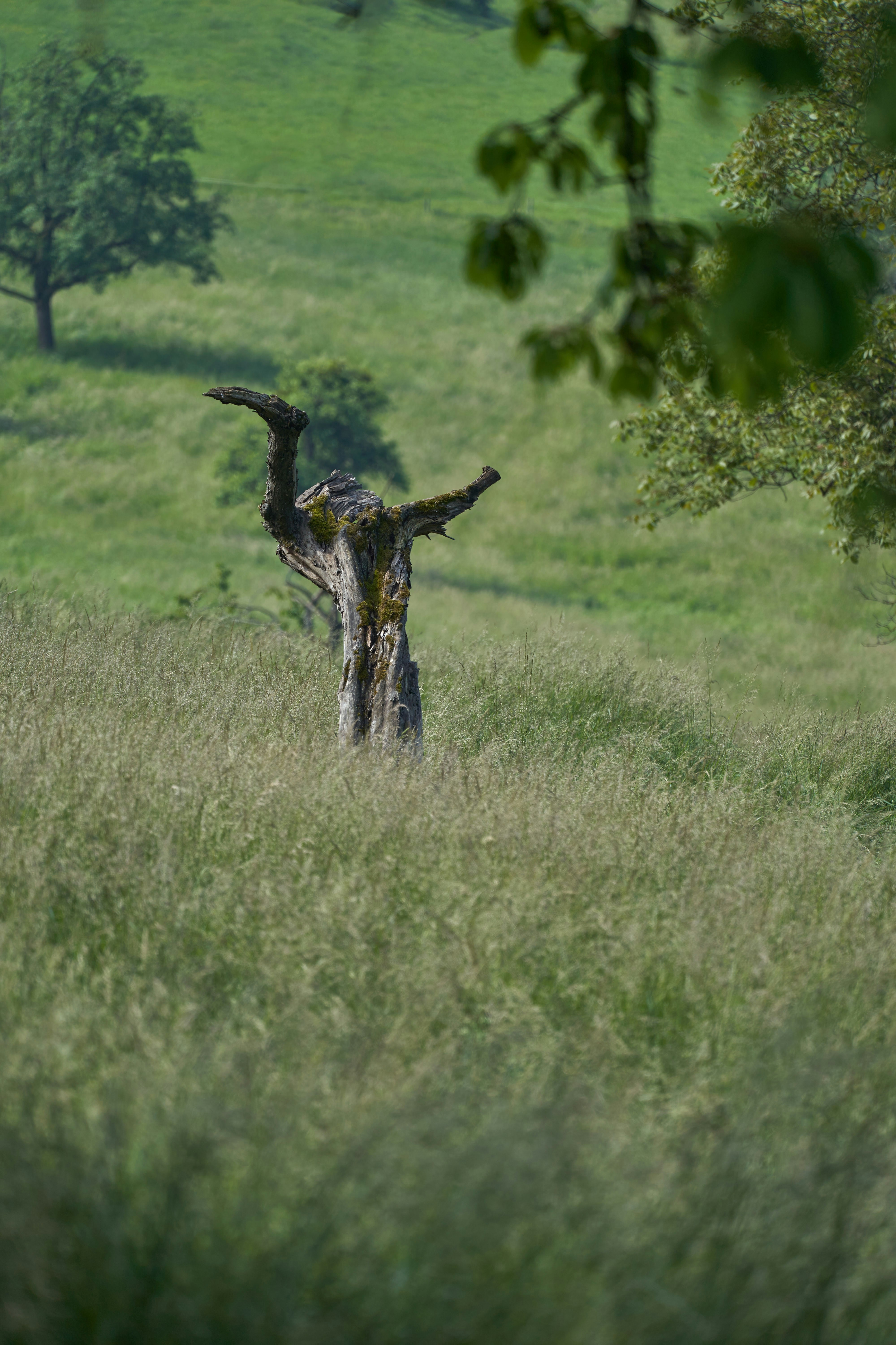 The Meadow's Weathered Sentinel: A lone stump rising through sunlit grass