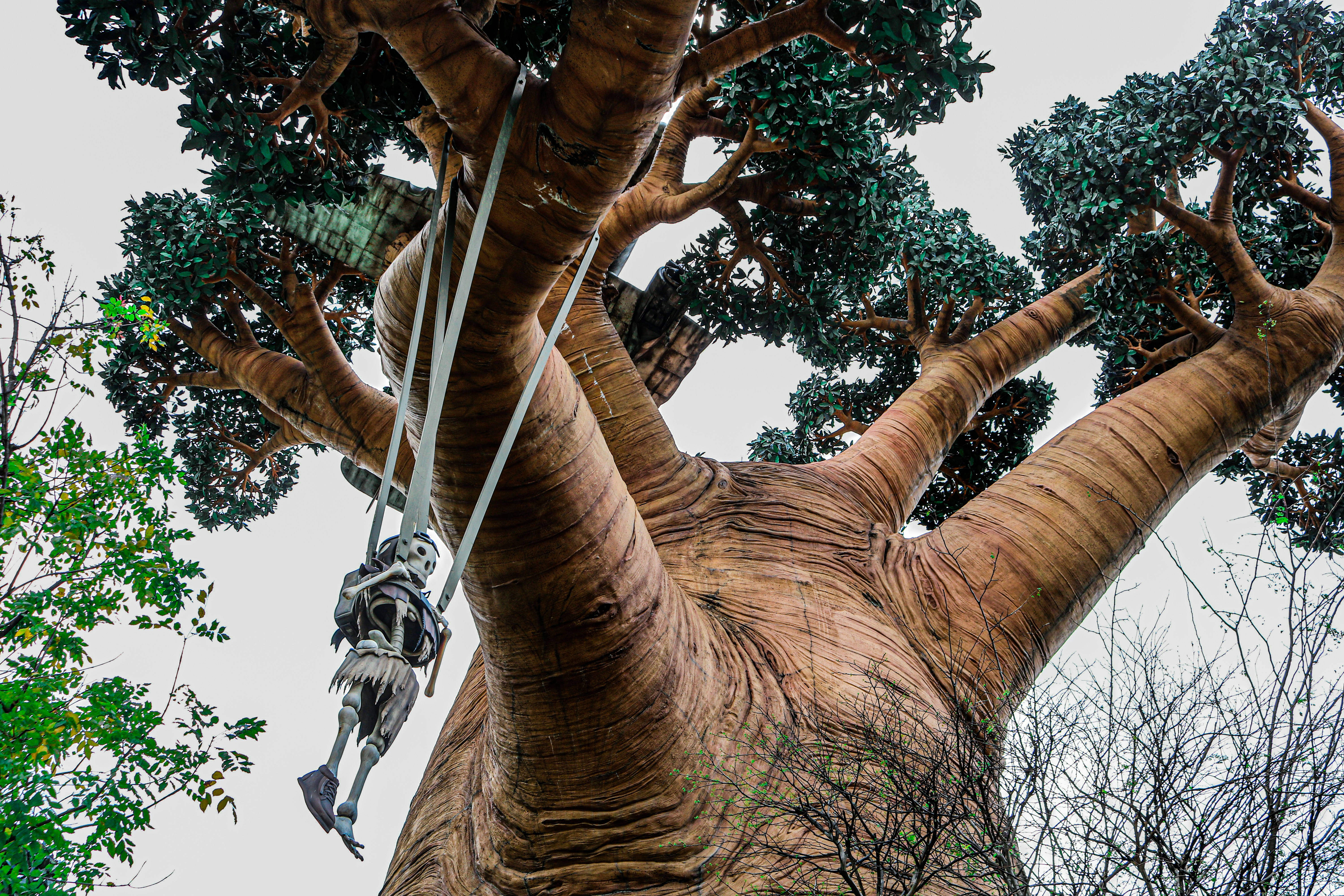 Tall Tree The Movie