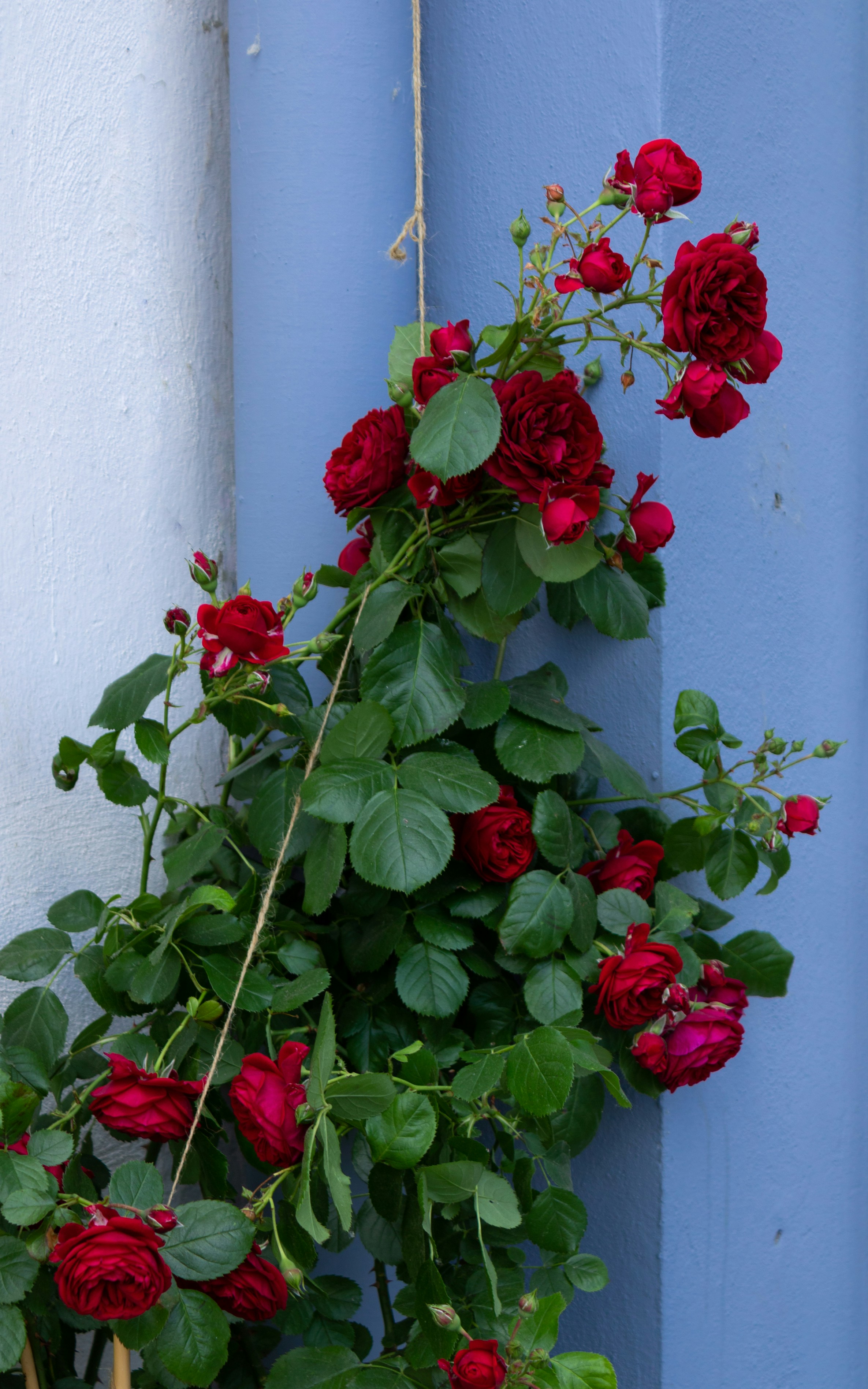 Crimson Roses Climbing a Blue Wall