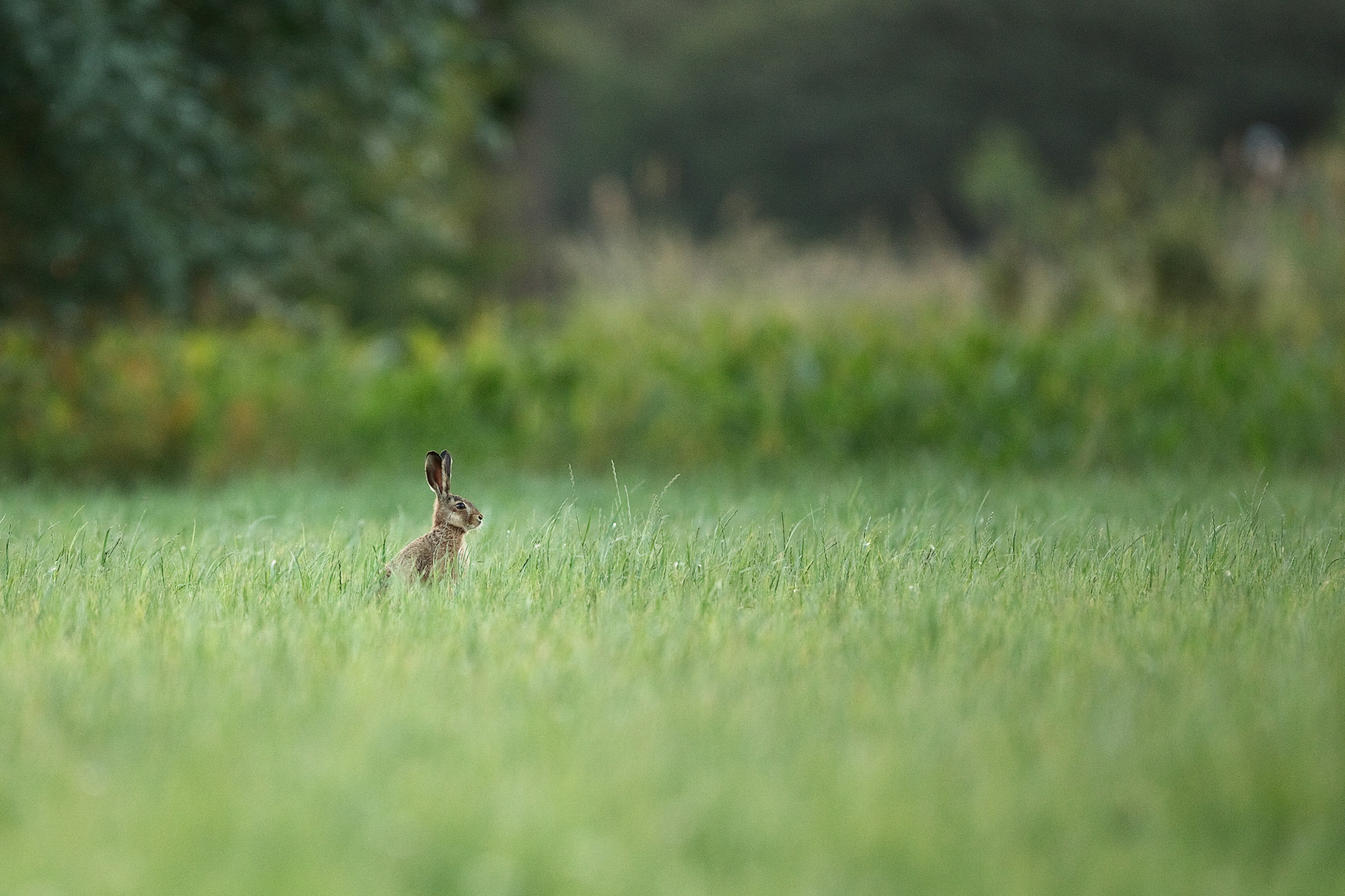Hare
