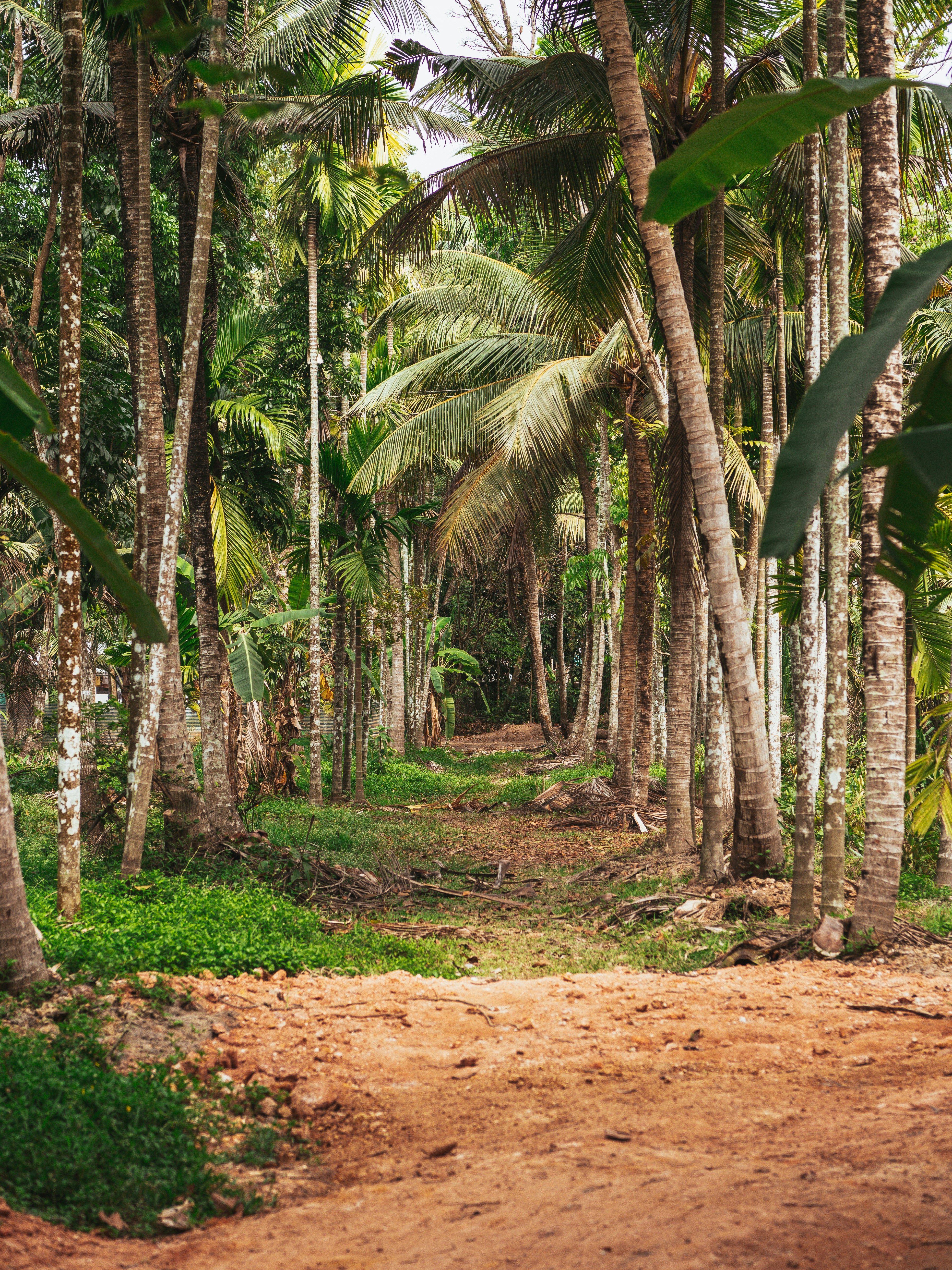 Lush tropical pathway framed by tall palm trees and vibrant greenery, inviting exploration. The ground is a mix of dirt and grass, hinting at a serene escape into nature.