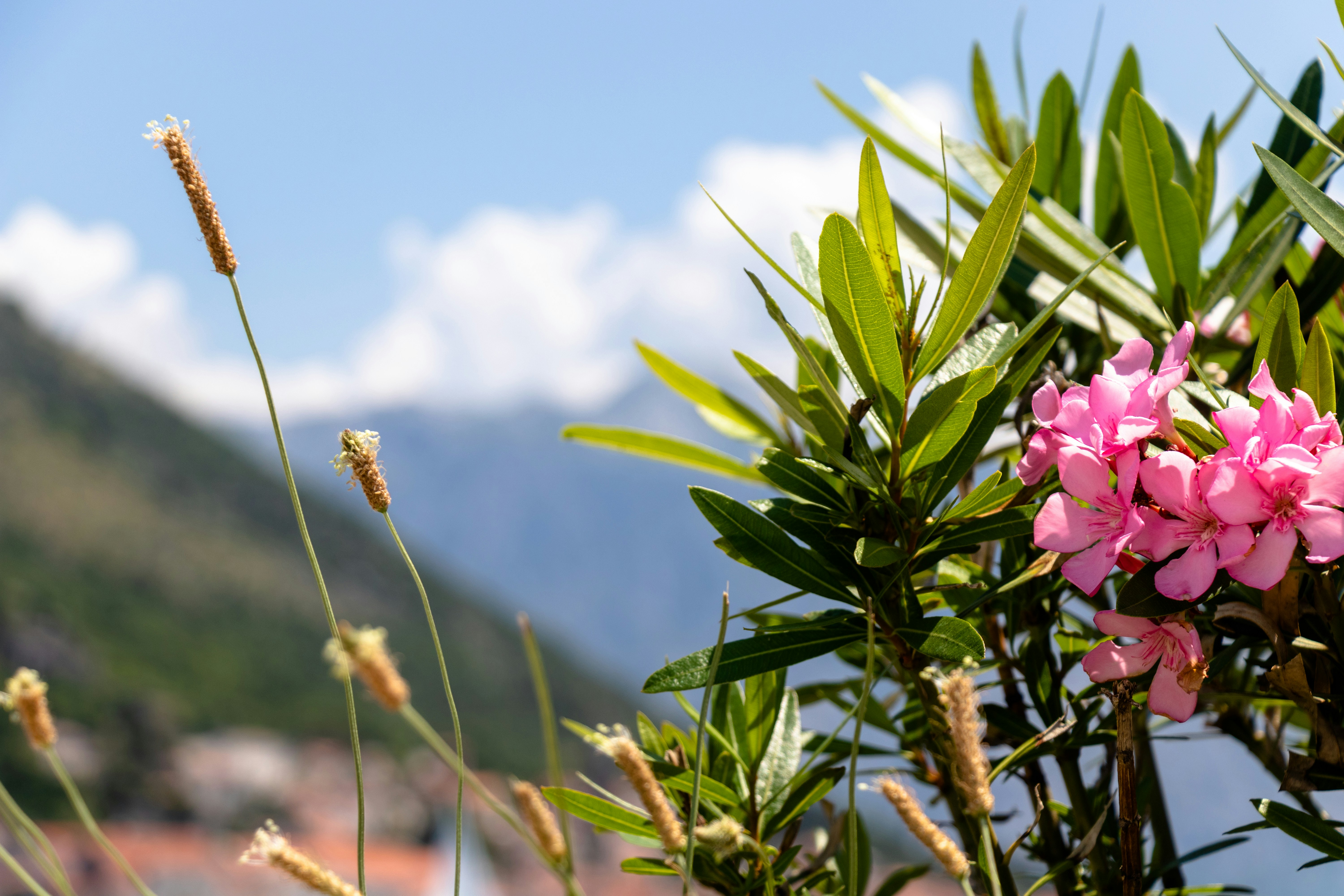 Blooms in the Sun: Pink clustered blossoms beside a windswept ridge