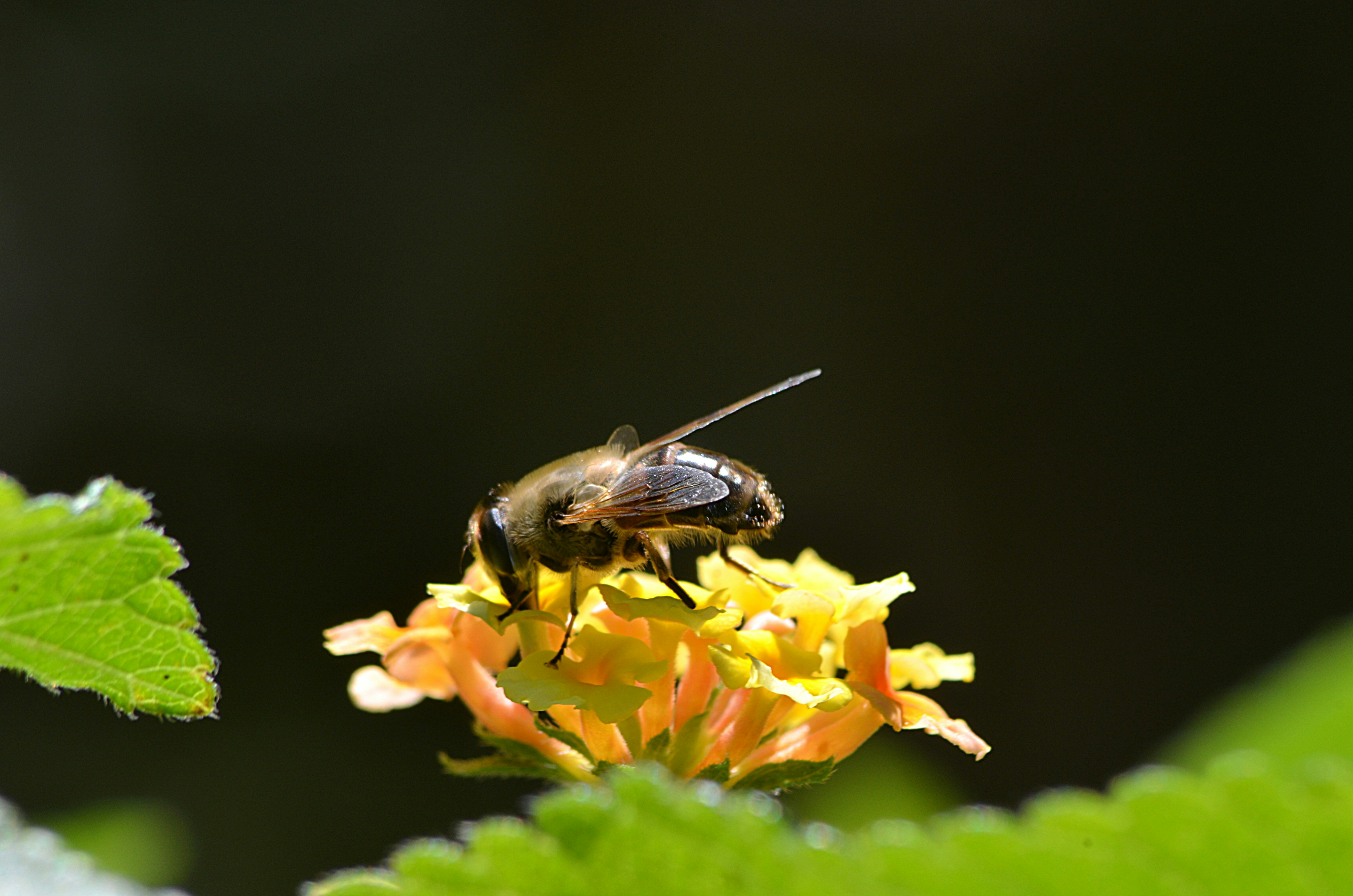 Honeybee collecting nectar from vibrant yellow flowers amidst lush green leaves.