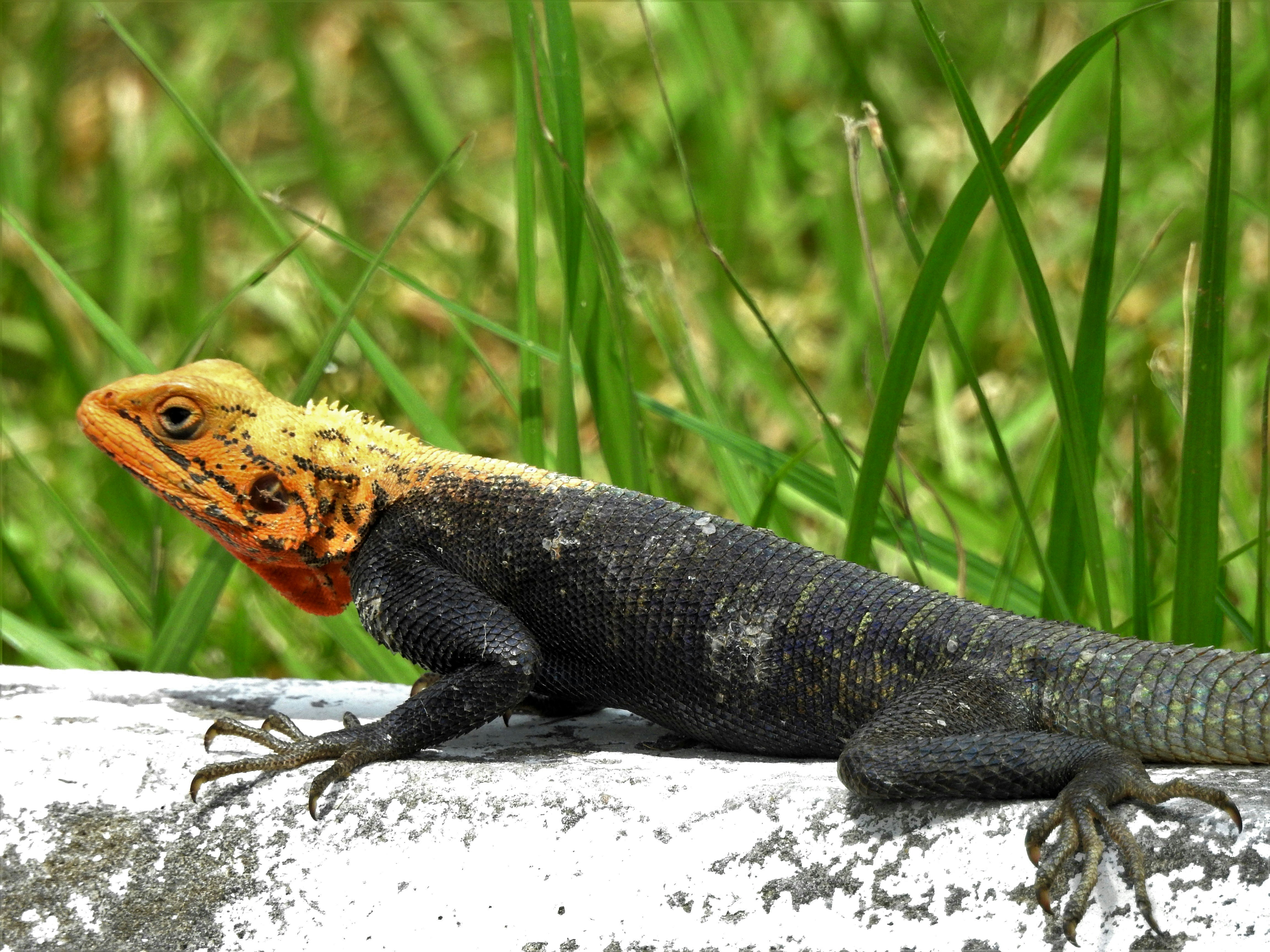 Lizard with a striking orange and yellow head resting on a rock amidst green grass.