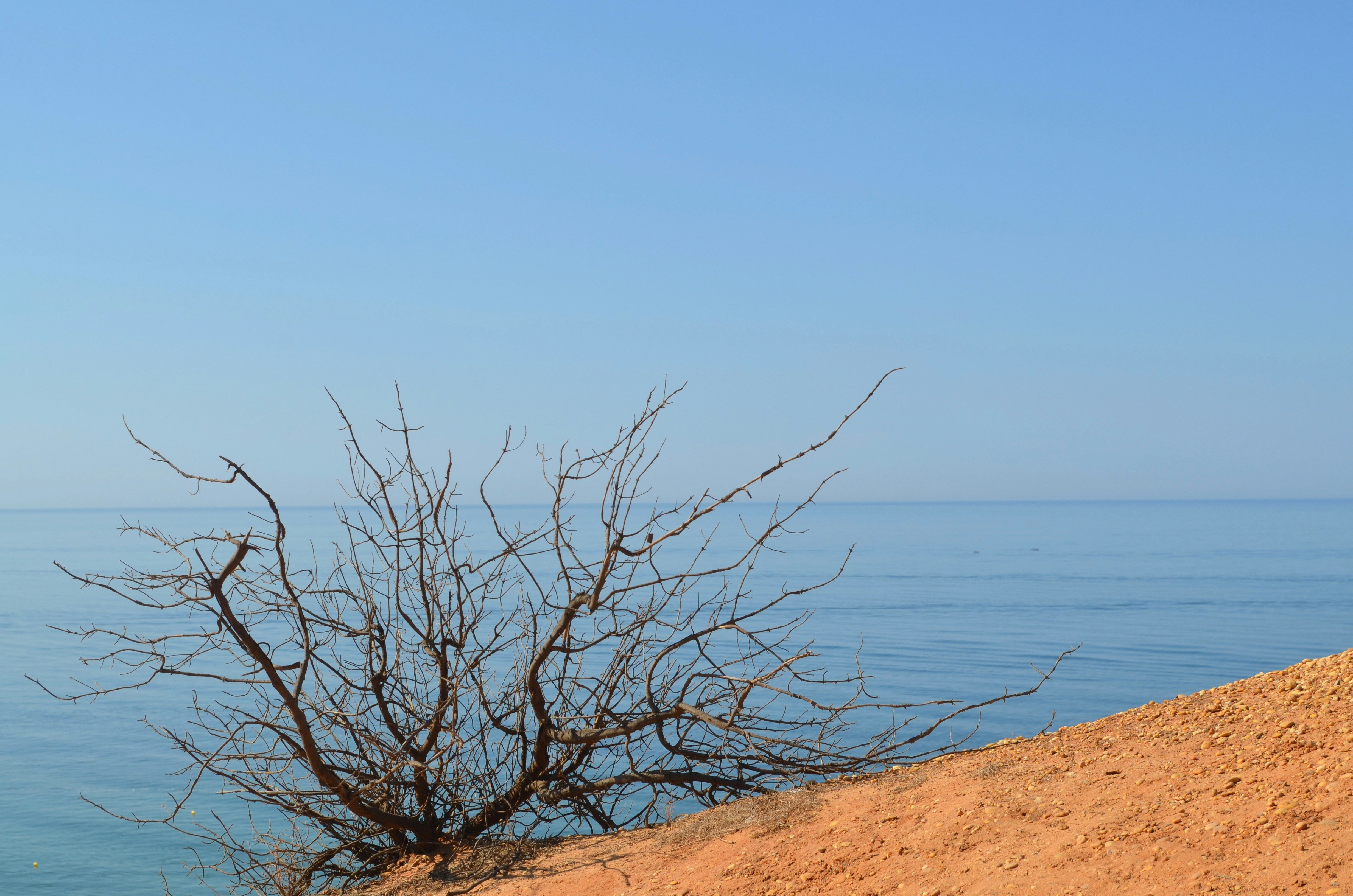 Leafless tree near body of water during daytime photo – Free Blue Image ...