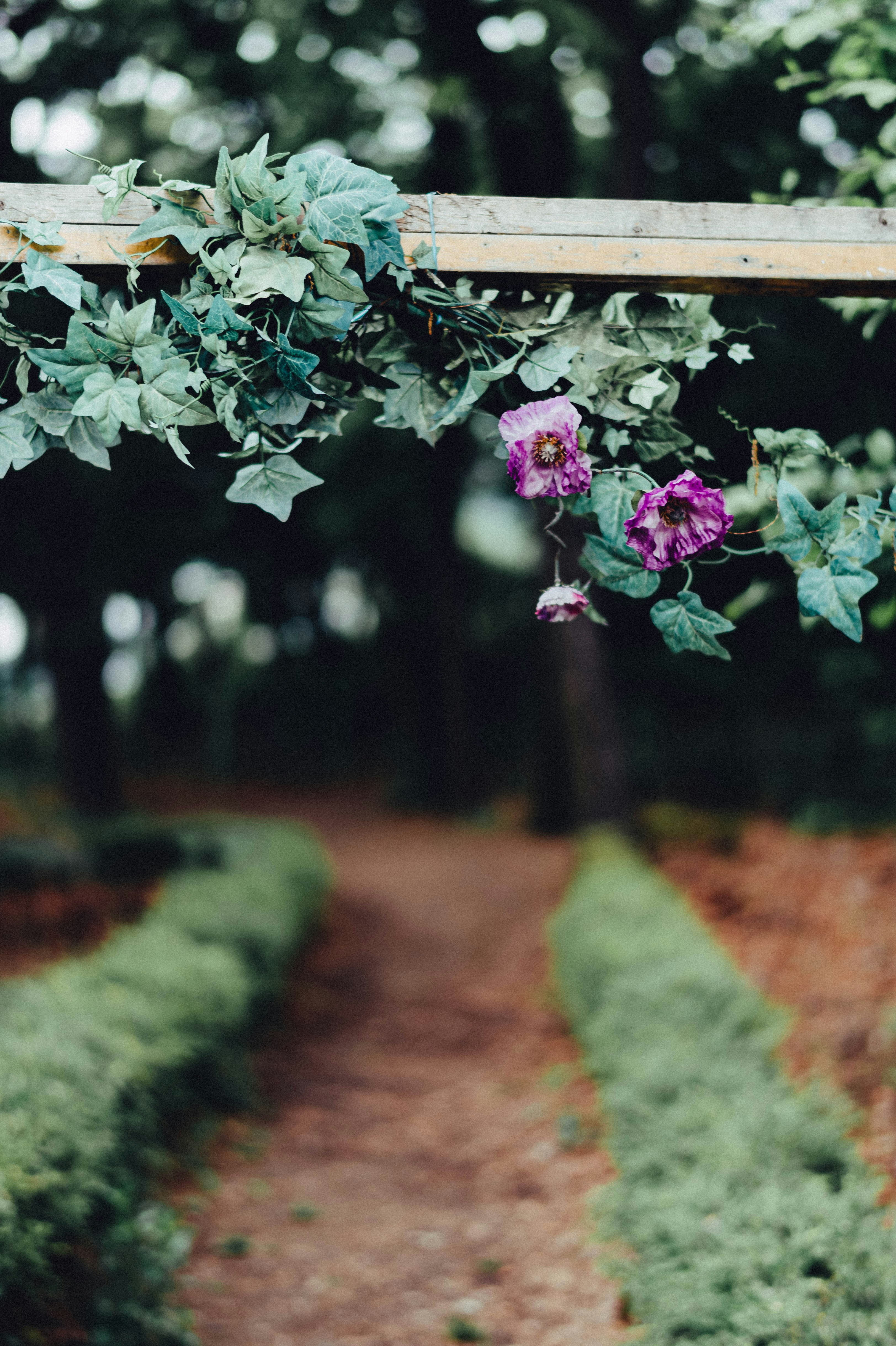 The Velvet Beam: Purple Blooms Framing a Quiet Garden Path