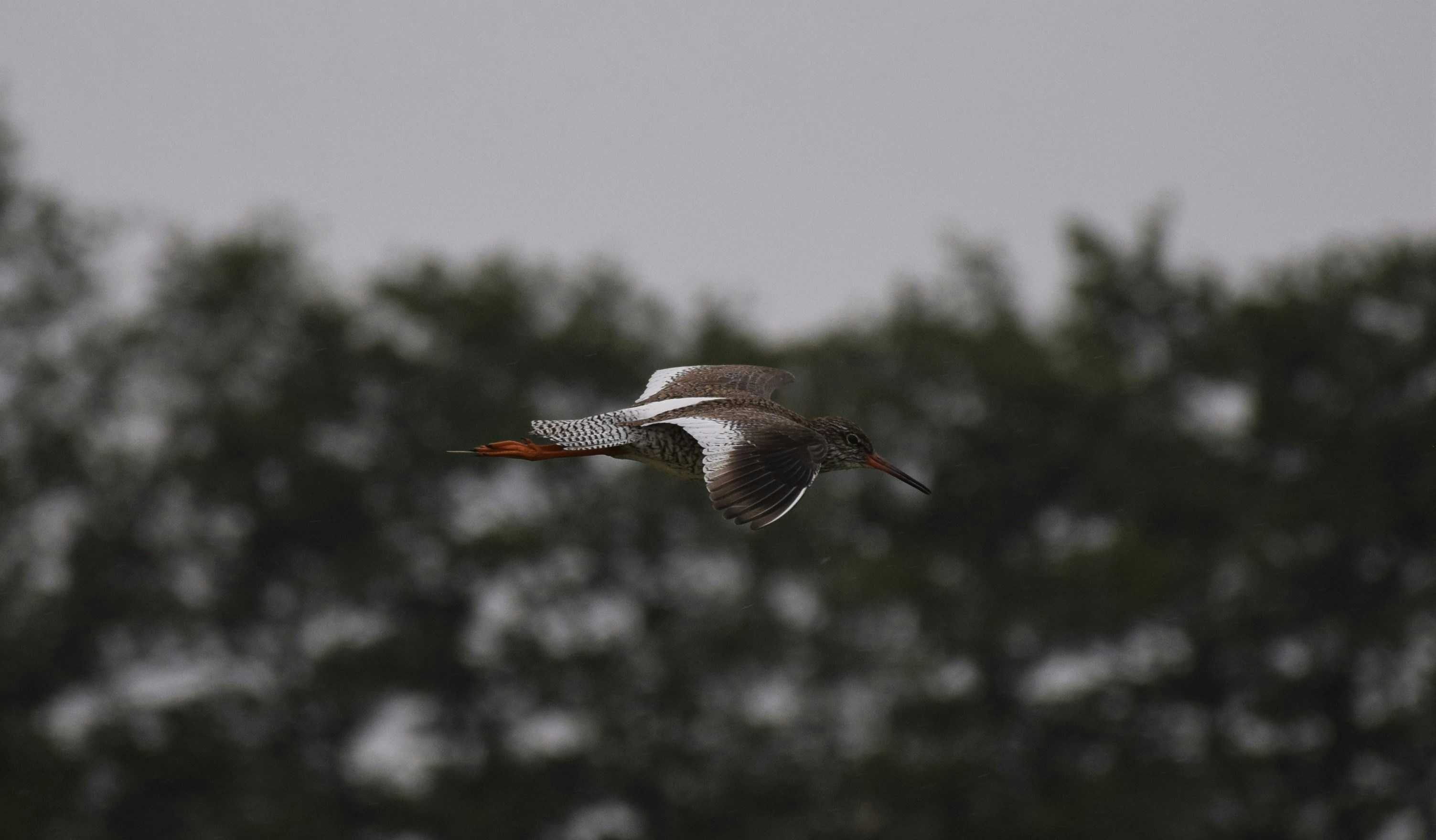 Mid-Flight Arc of a Long-Beaked Wader over a Verdant Backdrop