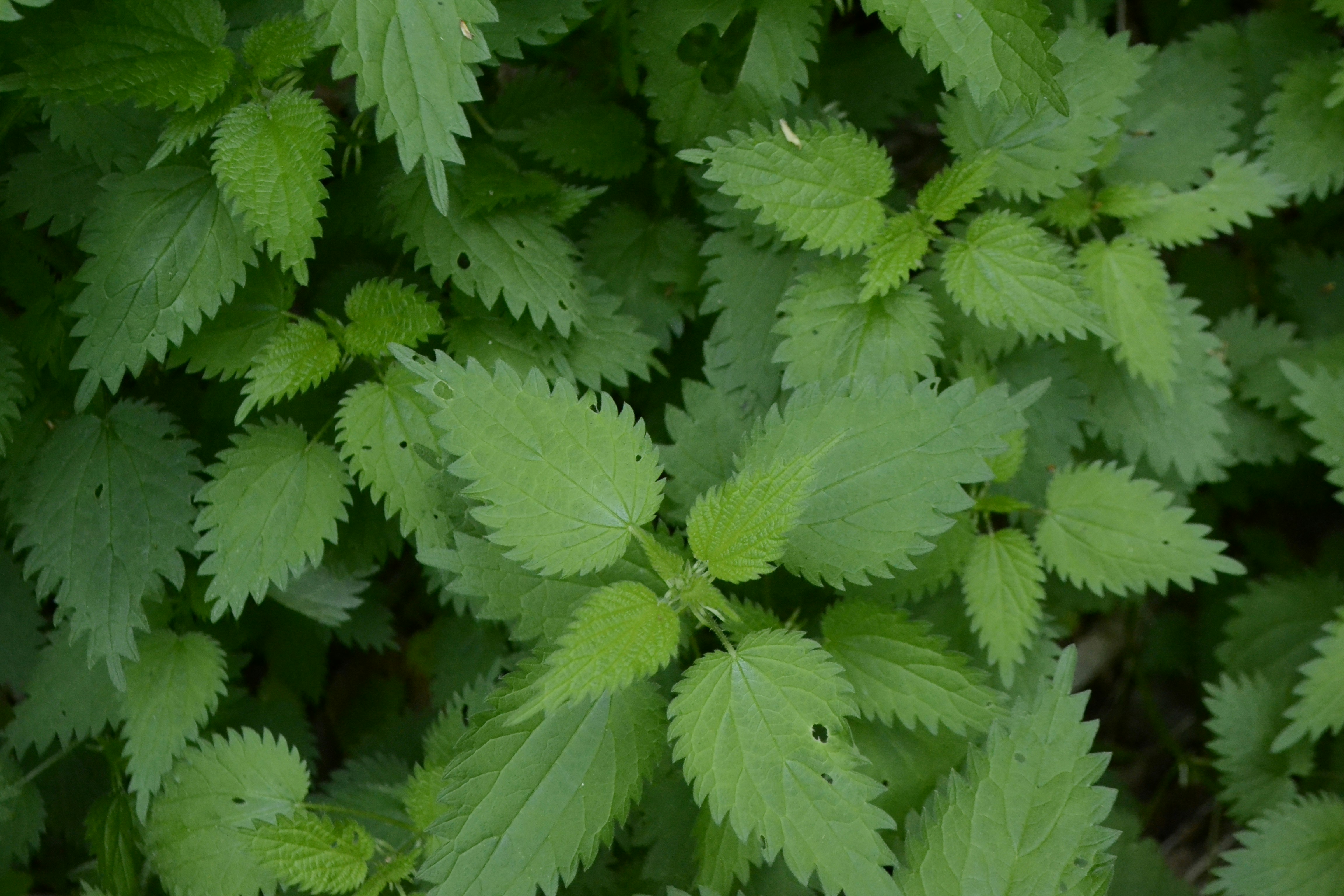 Lush green leaves of stinging nettle interspersed with delicate textures and shapes, creating a vibrant natural scene.