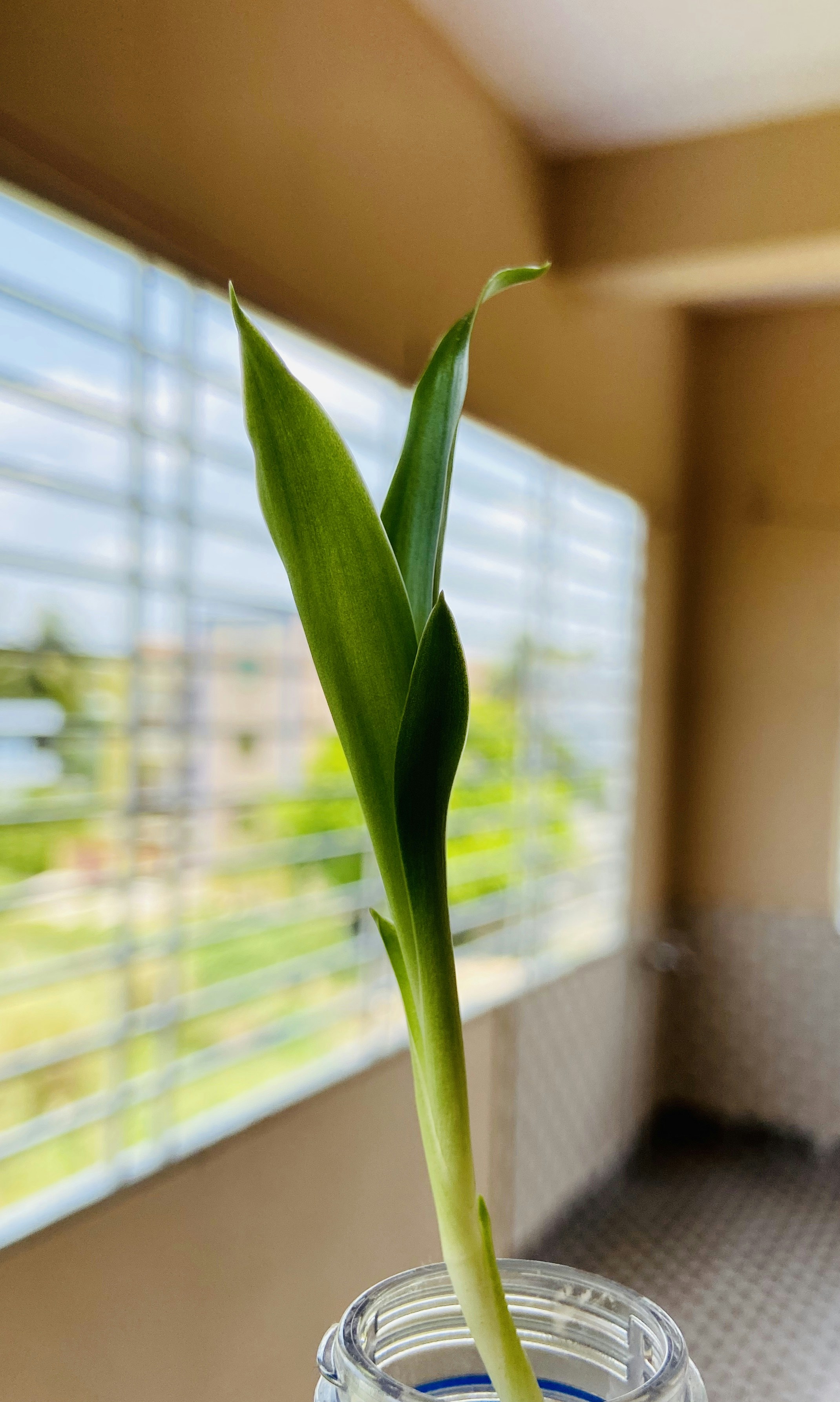 Glass Vessel Growth: a Balcony Sprout Reaching for Morning Sun