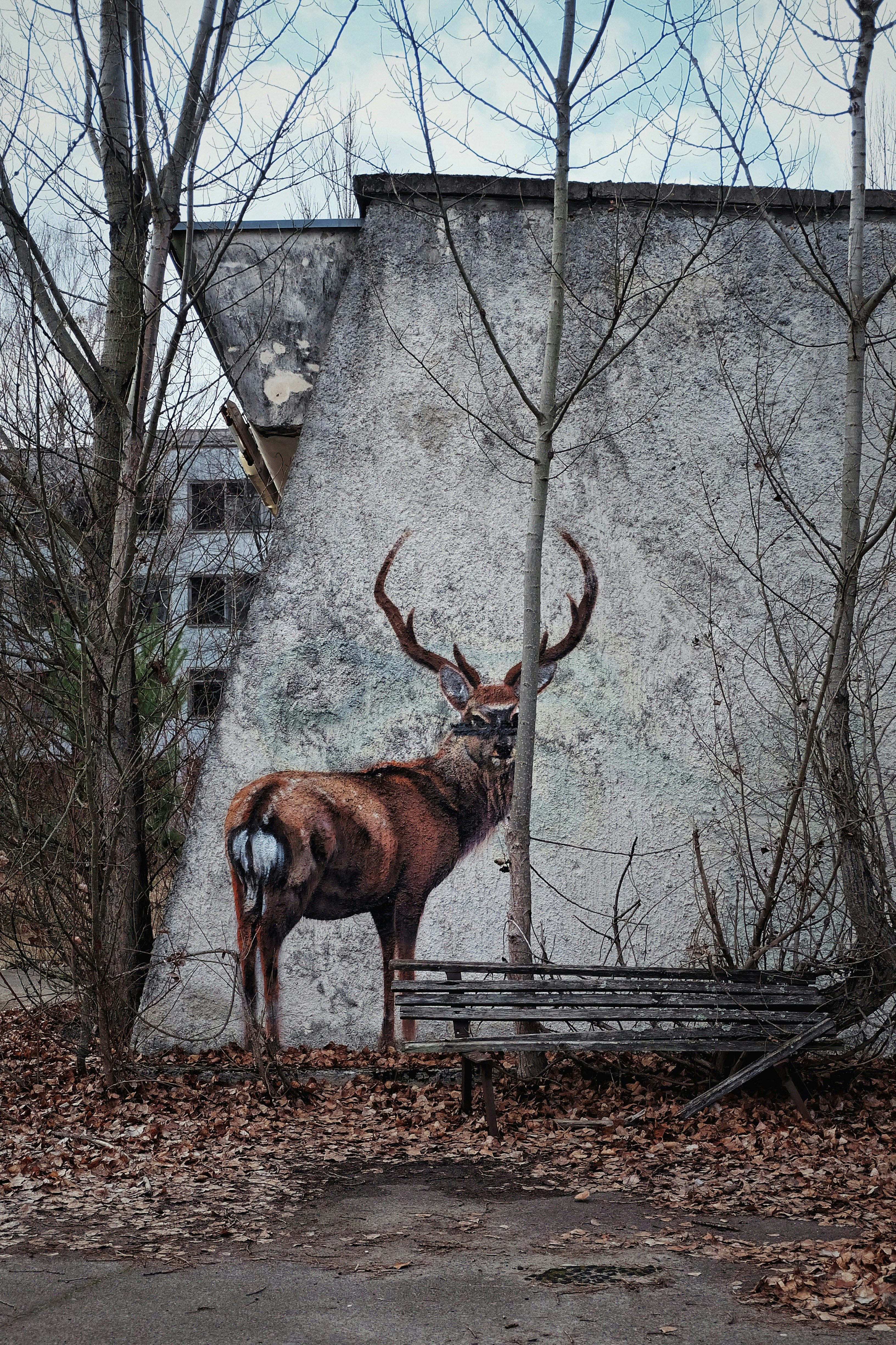 Photograph of a lone stag standing beside a weathered park bench, with a graffiti-textured wall and bare trees in the background.