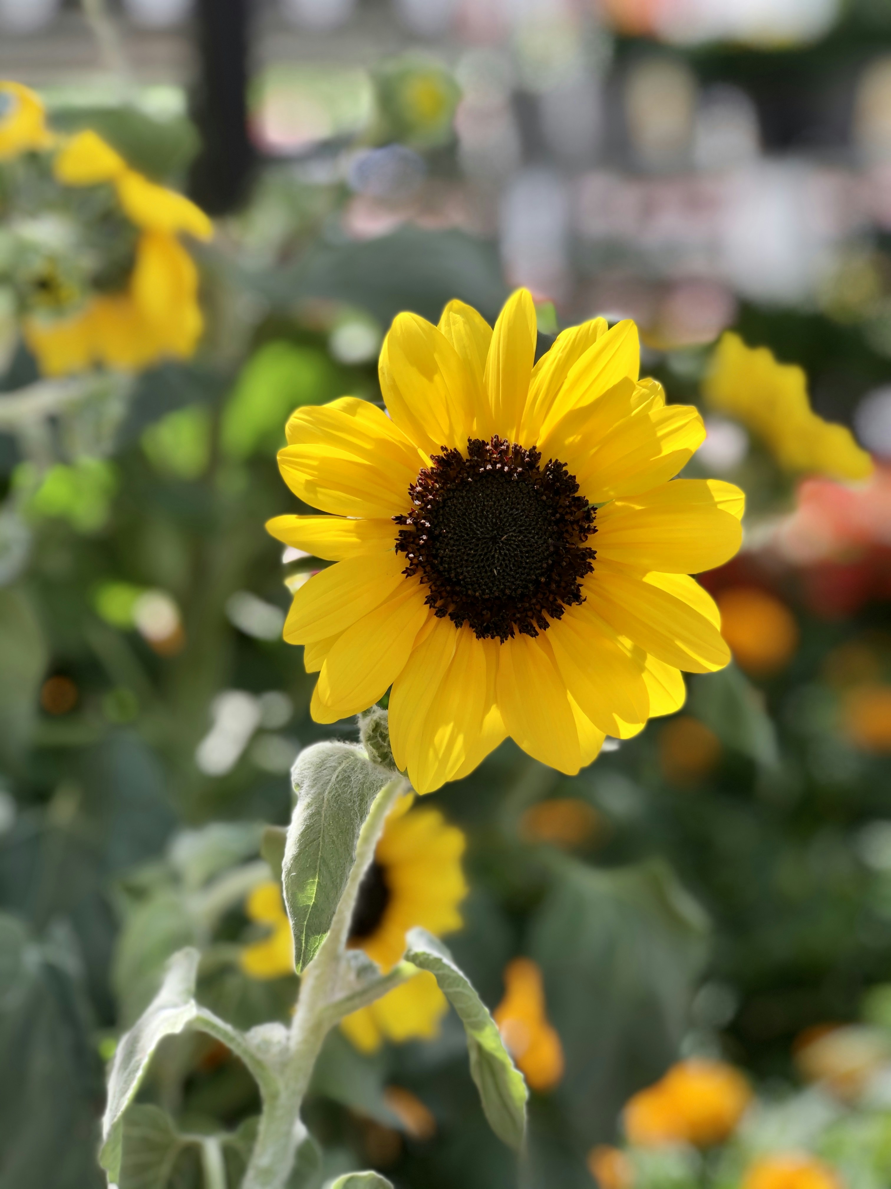 Yellow sunflower in tilt shift lens photo – Free Plant Image on Unsplash