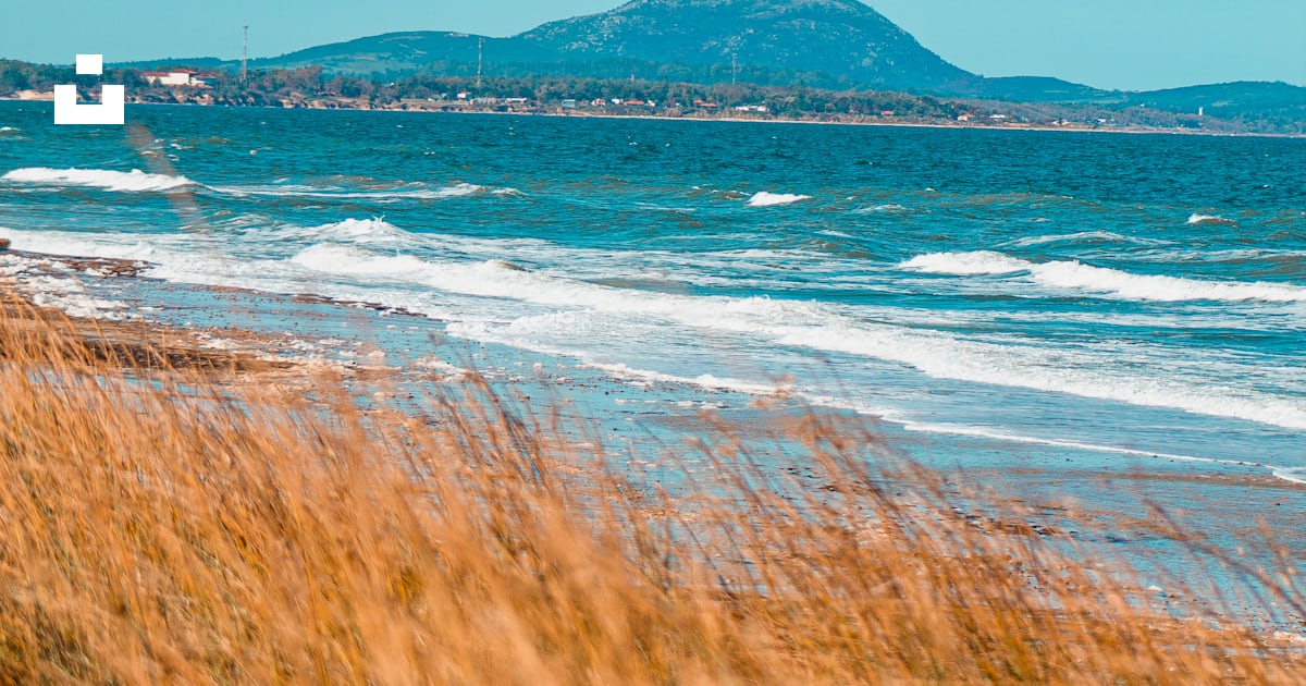 Brown Grass Near Body Of Water During Daytime Photo Free Blue Image On Unsplash