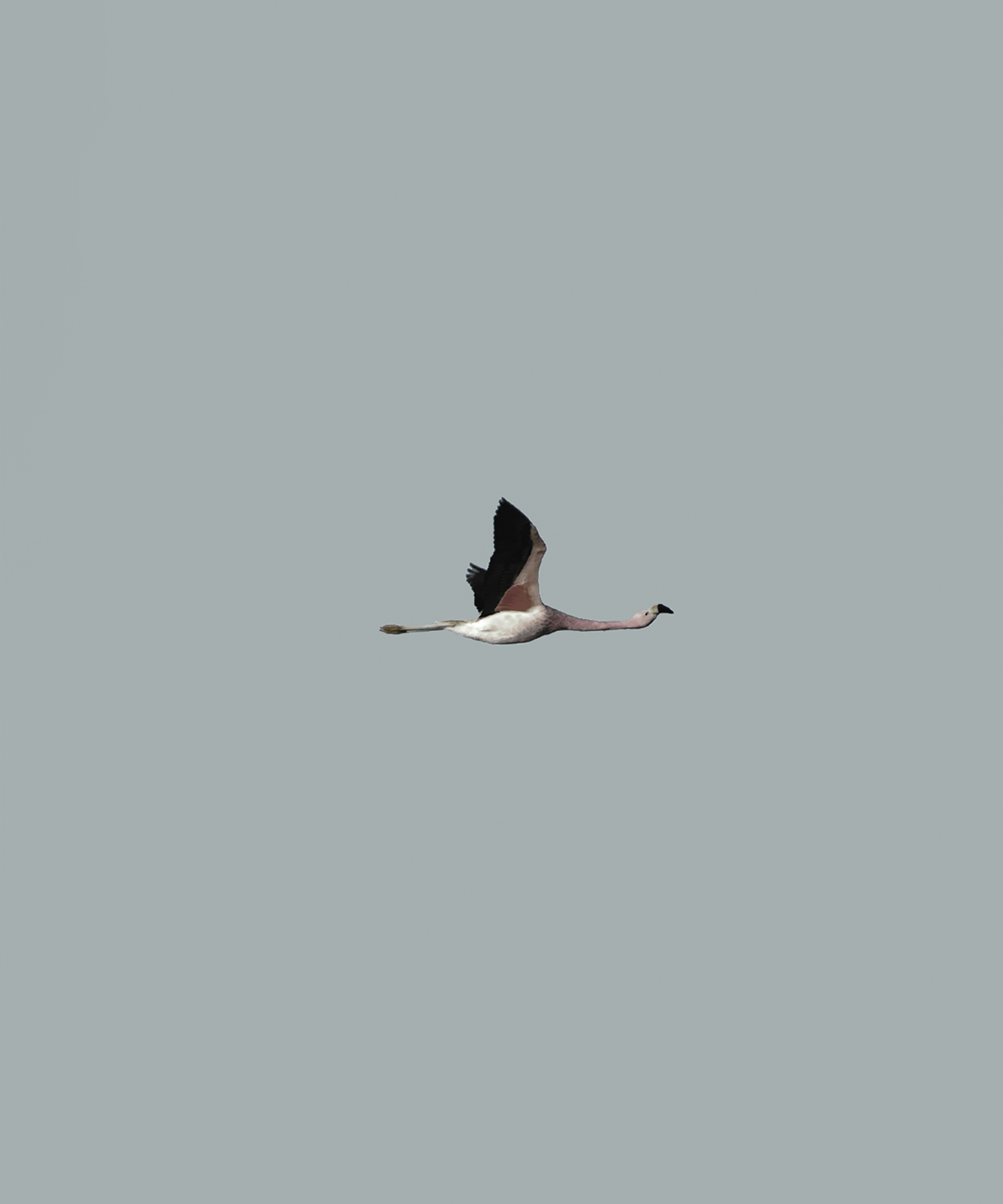 A solitary crane glides with outstretched wings across a pale gray sky, emphasizing minimal composition and negative space.