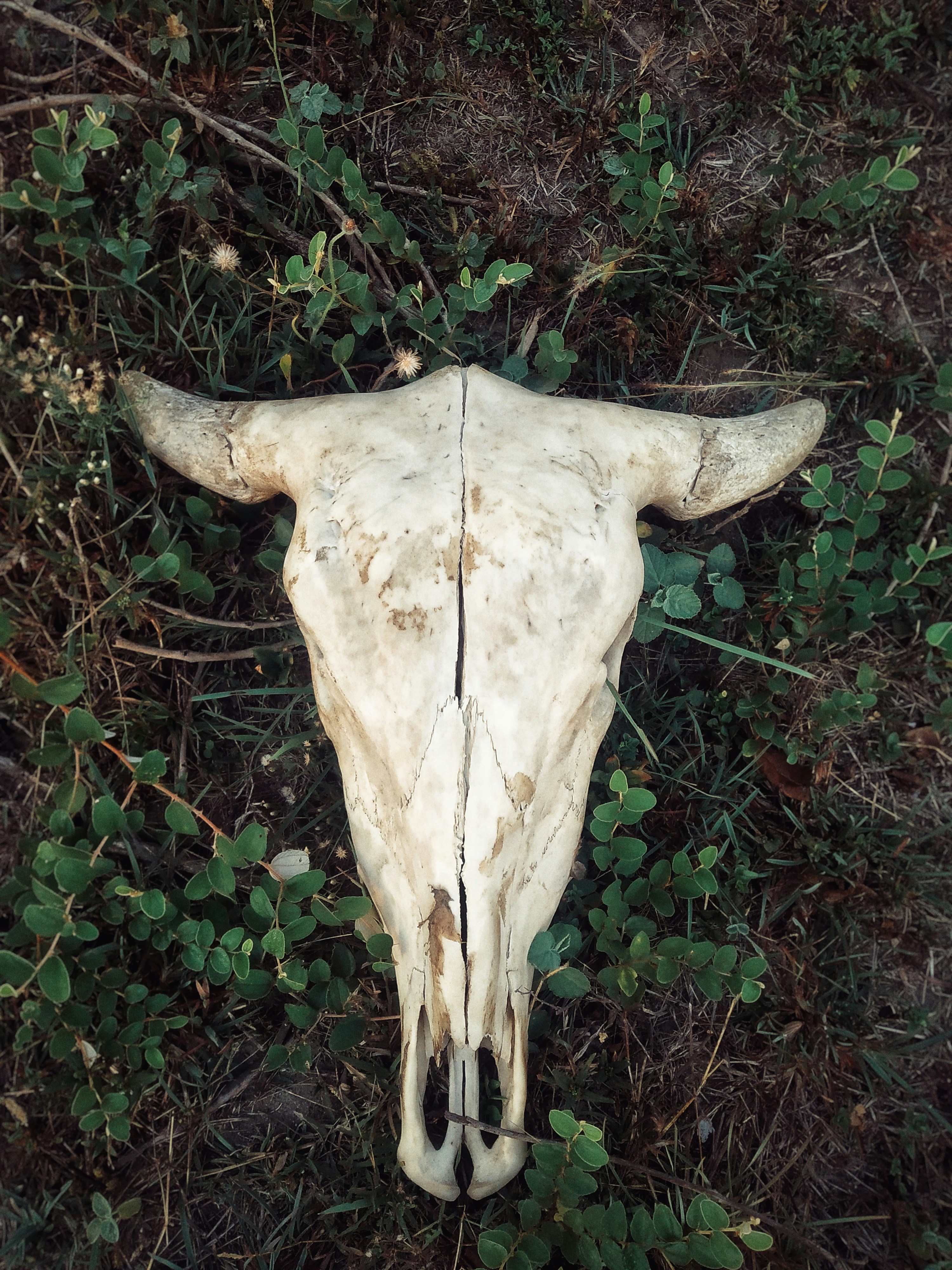 A weathered cattle skull rests amidst lush green foliage, showcasing nature's reclamation. The intricate details of the skull contrast with the surrounding vegetation.