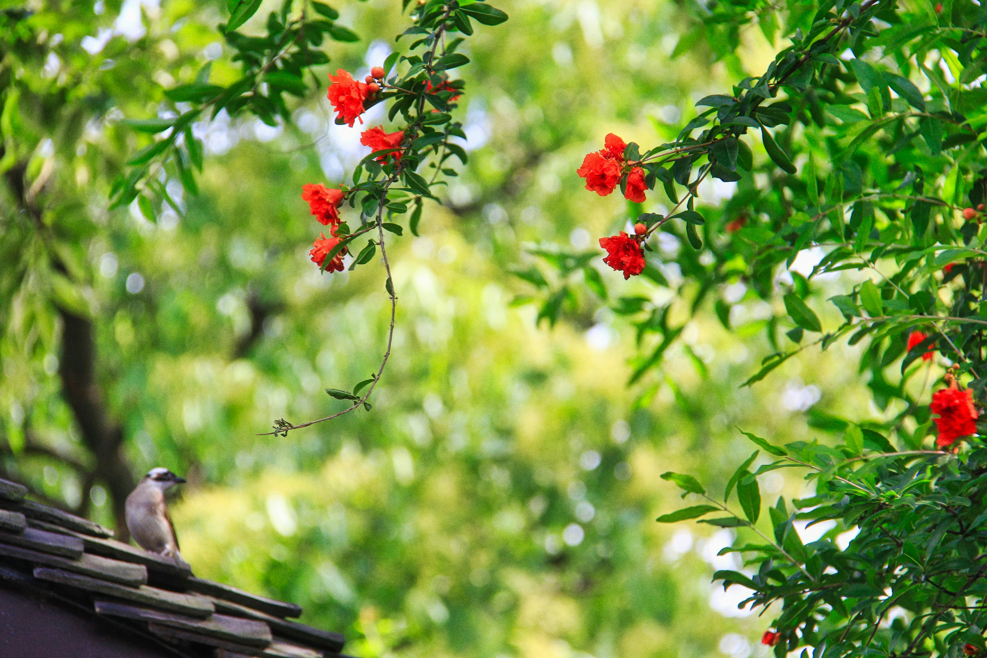 Fleurs rouges sur feuilles vertes pendant la journée photo – Image ...