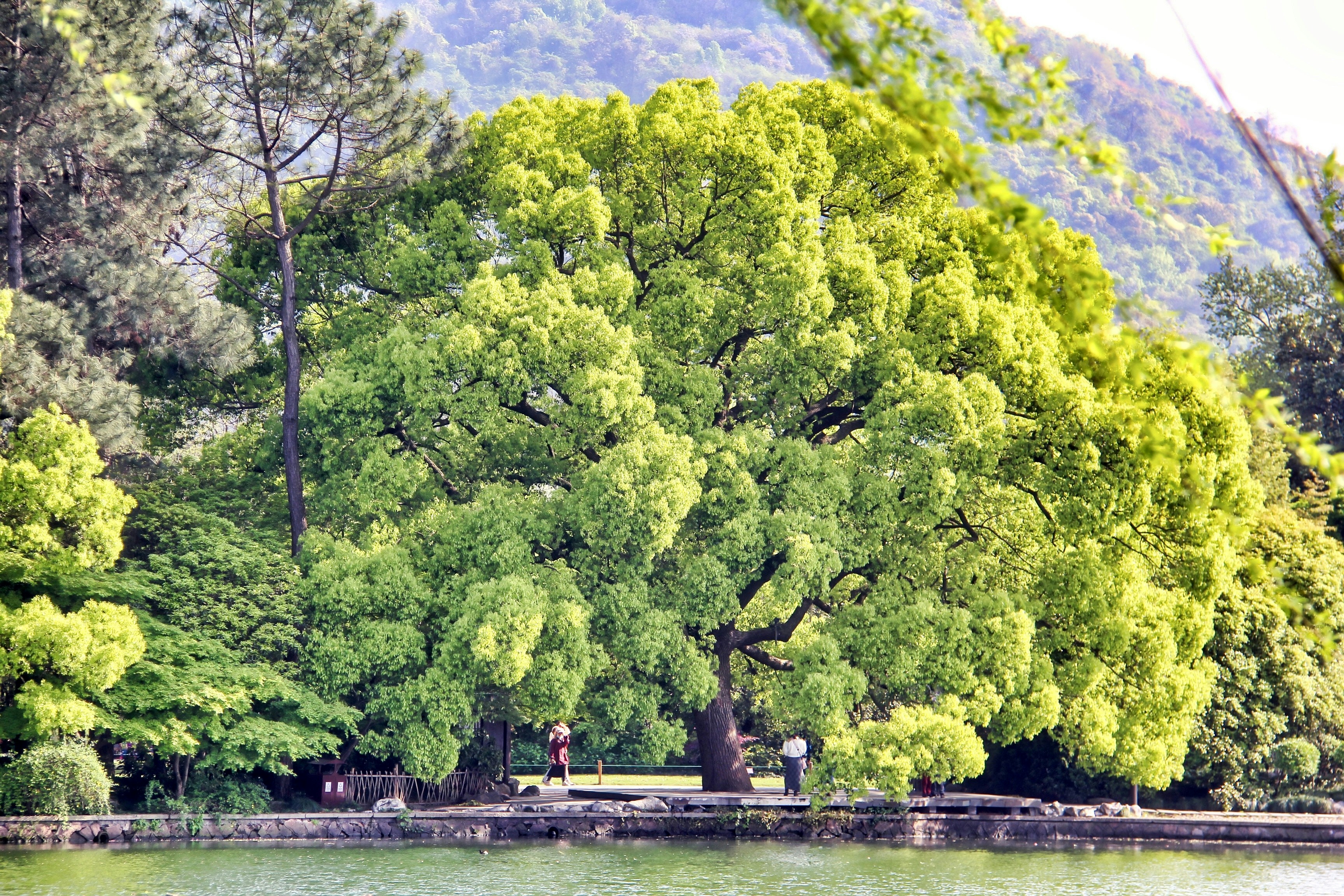 Lush Riverside Park with Sunlit Canopy