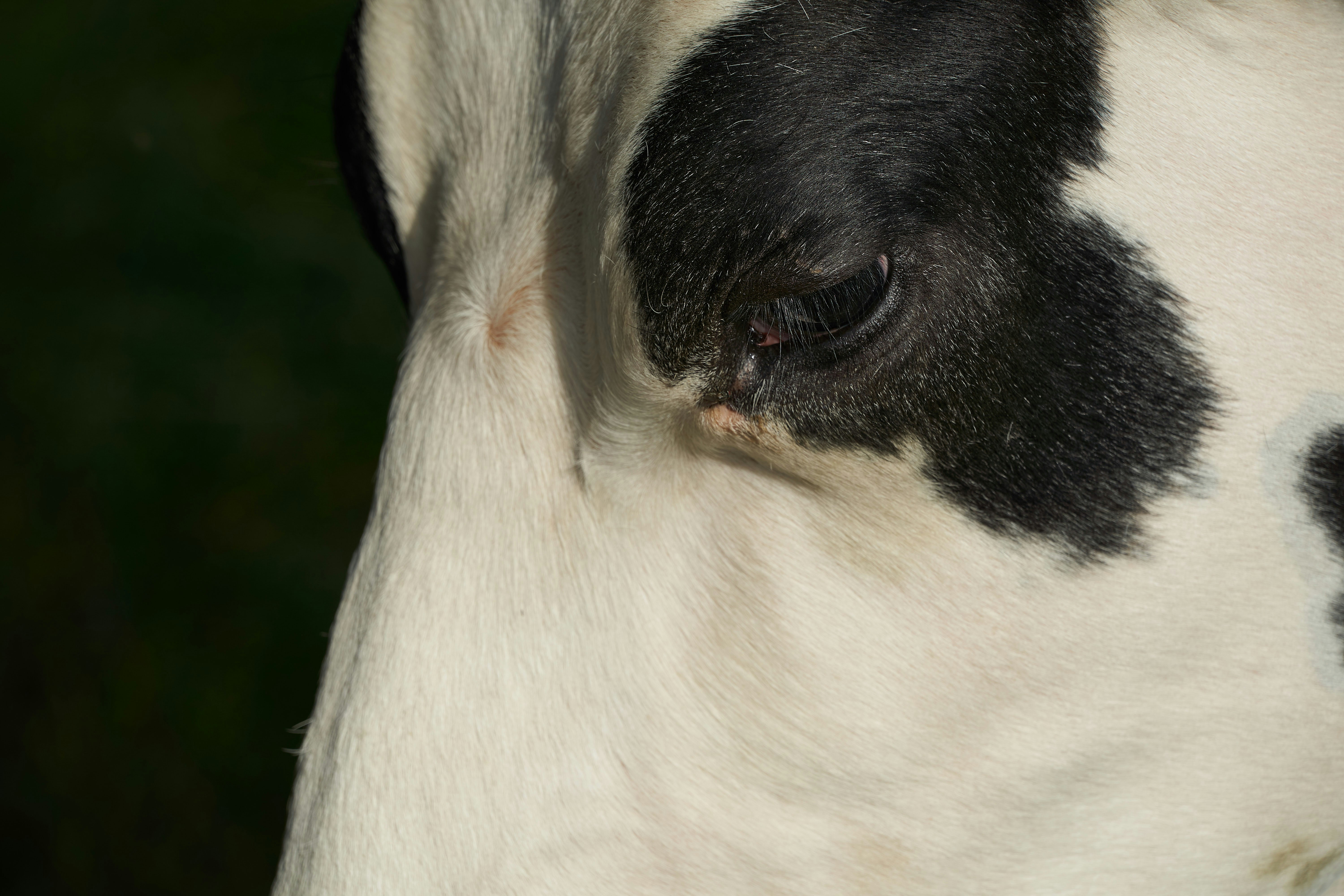 Big Dogs Mating Close Up Pictures | Download Free Images on Unsplash