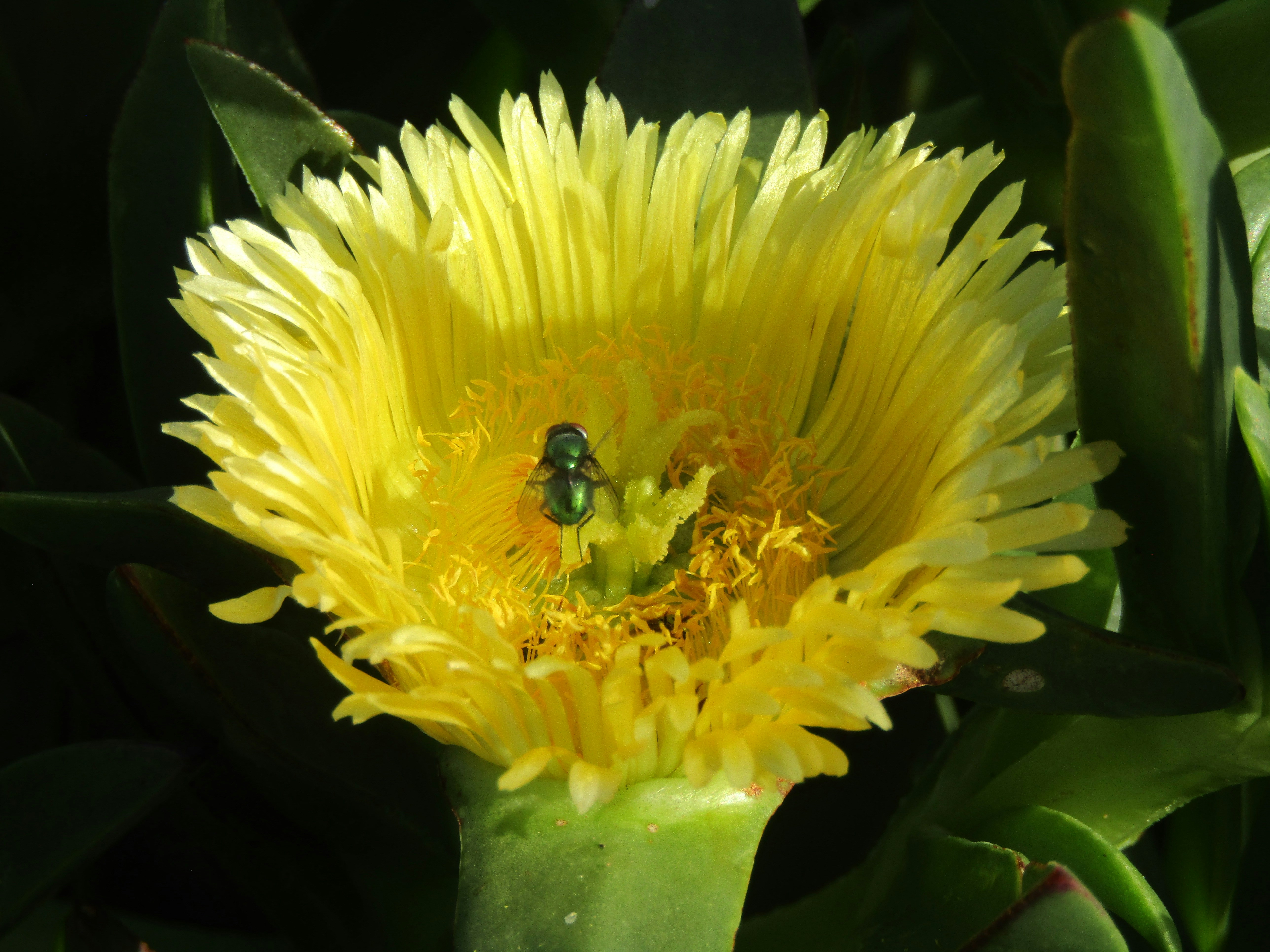 Vibrant yellow flower with delicate petals and a green fly resting in its center, showcasing the beauty of natural detail.