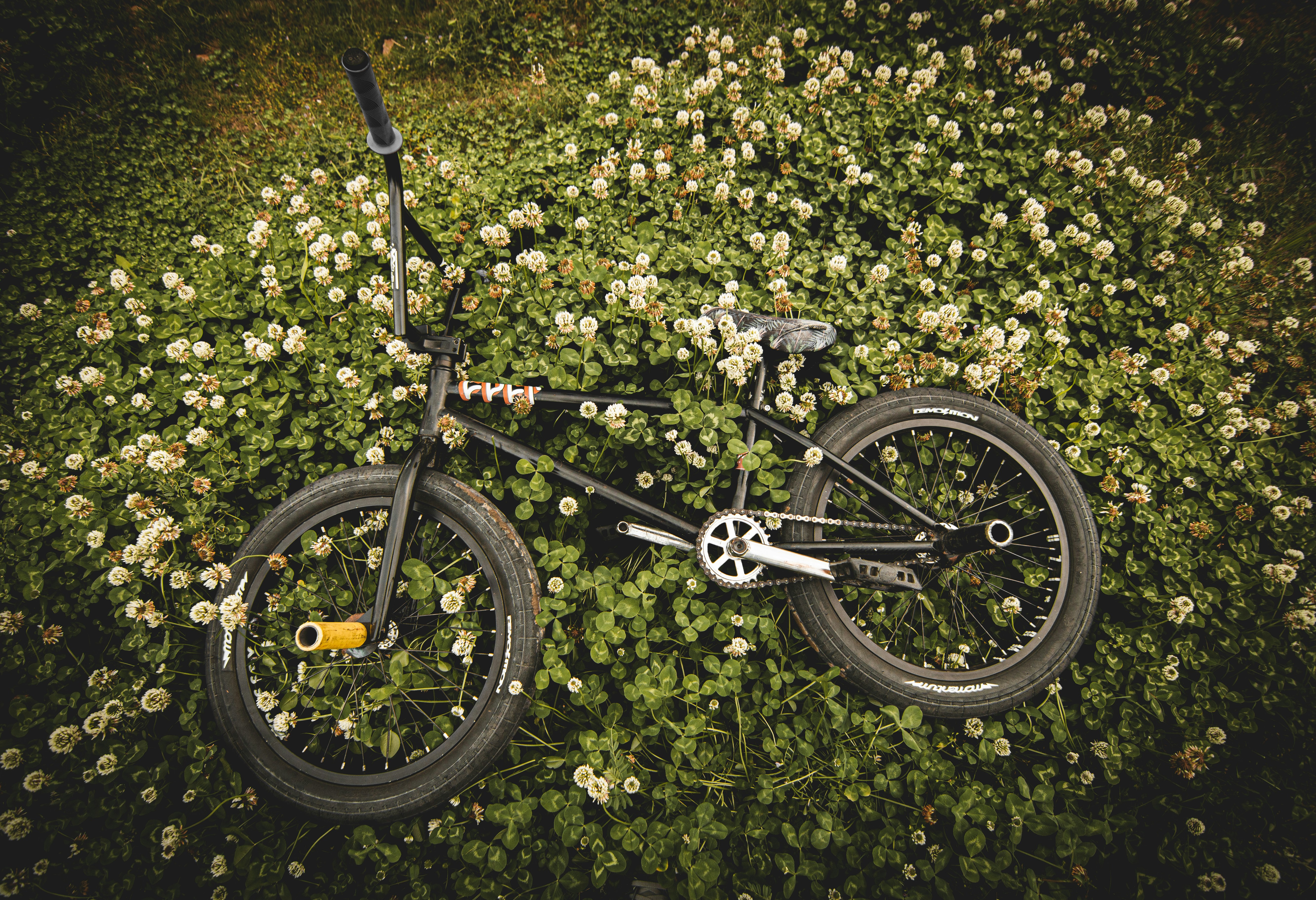 A lone BMX bike resting among white blossoms in a sunlit hedge