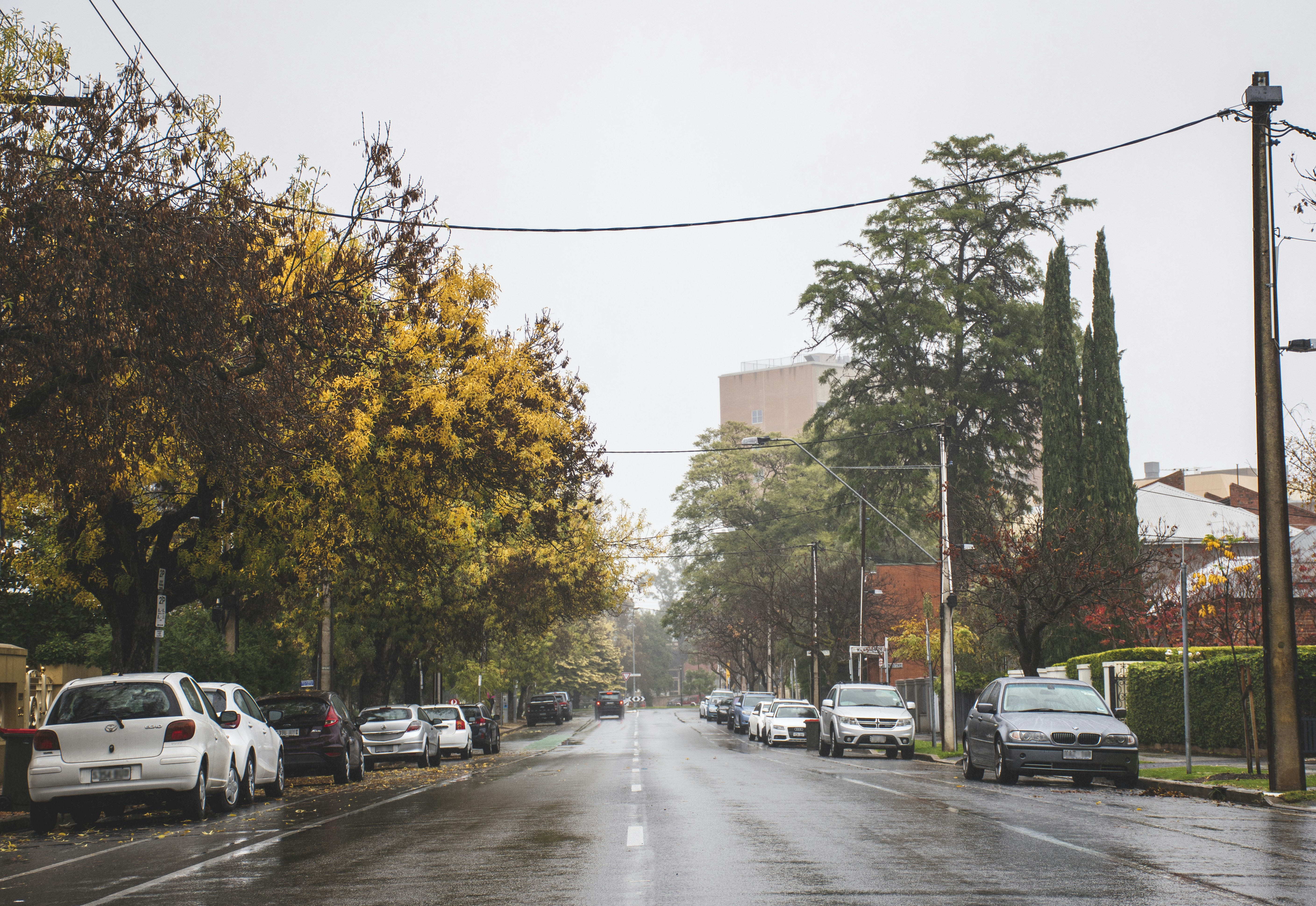 Rain-soaked street lined with autumn trees, showcasing vibrant yellow leaves and parked cars on either side.