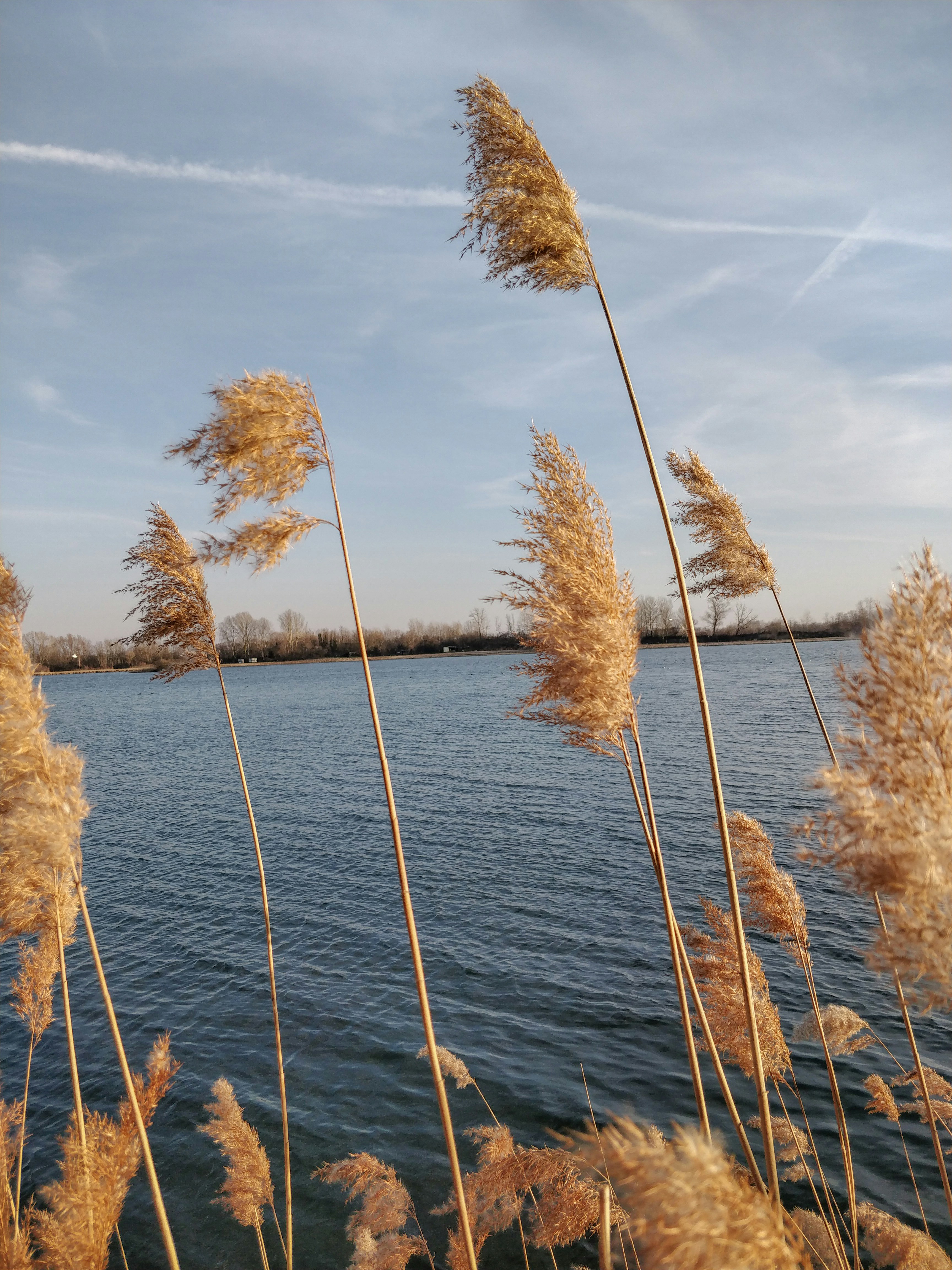 Reed Pictures | Download Free Images on Unsplash