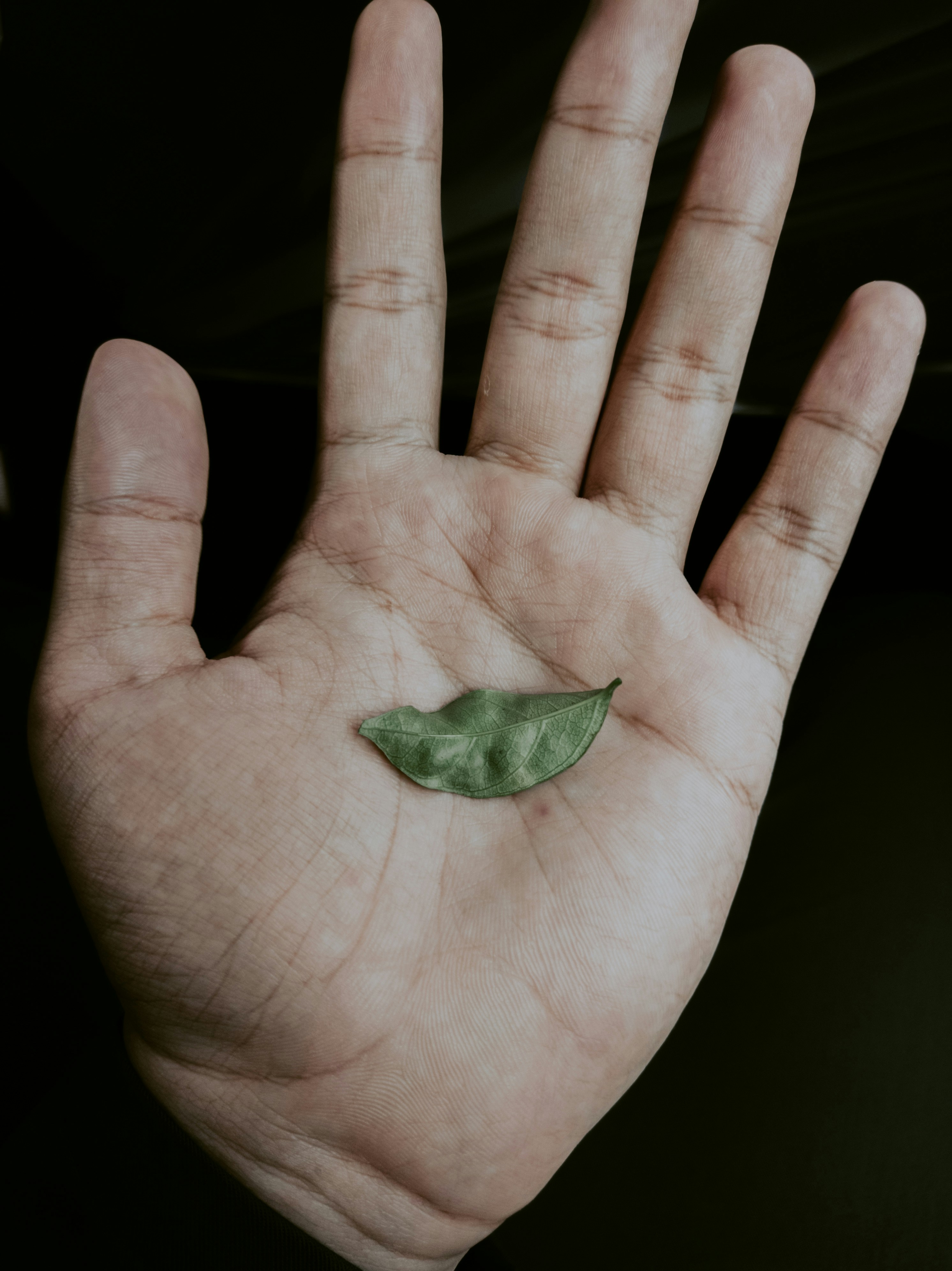 A green leaf delicately balanced on an open palm, symbolizing the connection between nature and humanity.