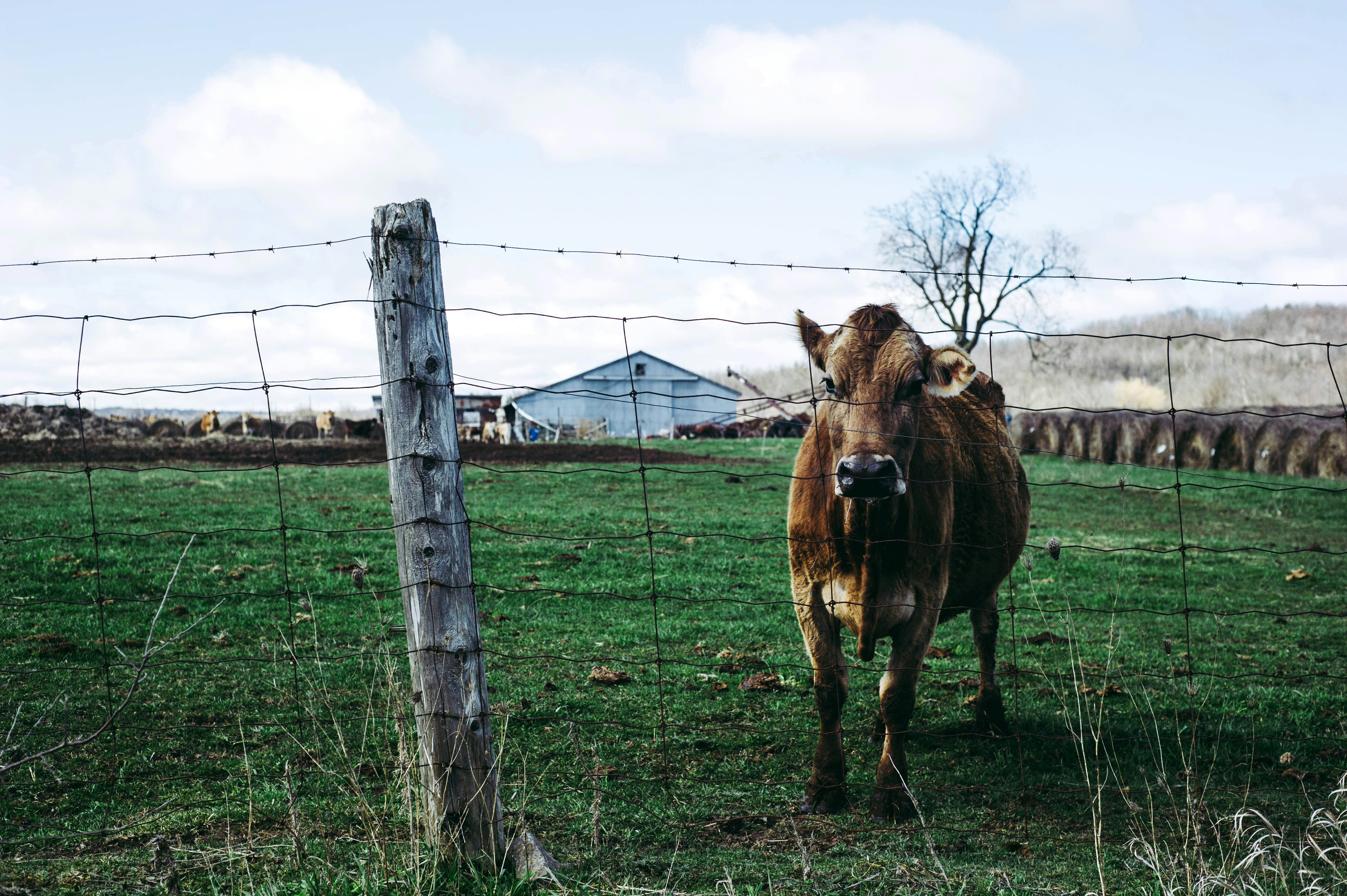 Brown cow stands in a grassy pasture beside a weathered barbed-wire fence, with a distant barn and leafless trees under a cloudy sky. This rural photograph captures the animal's curious stance and the quiet farmland setting.
