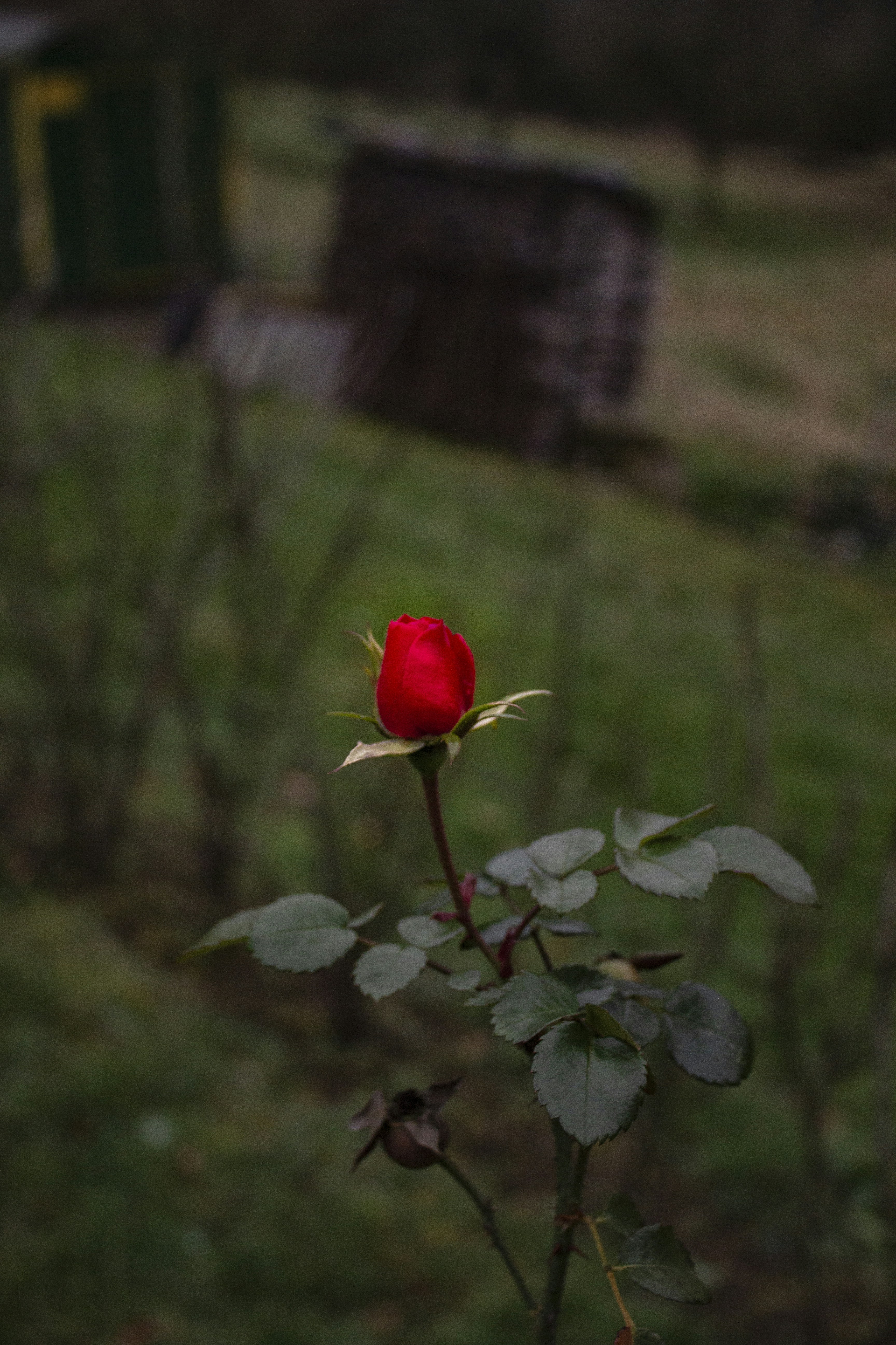 Rote Rose im Tilt Shift-Objektiv Foto – Kostenloses Bild zum Thema Rose ...