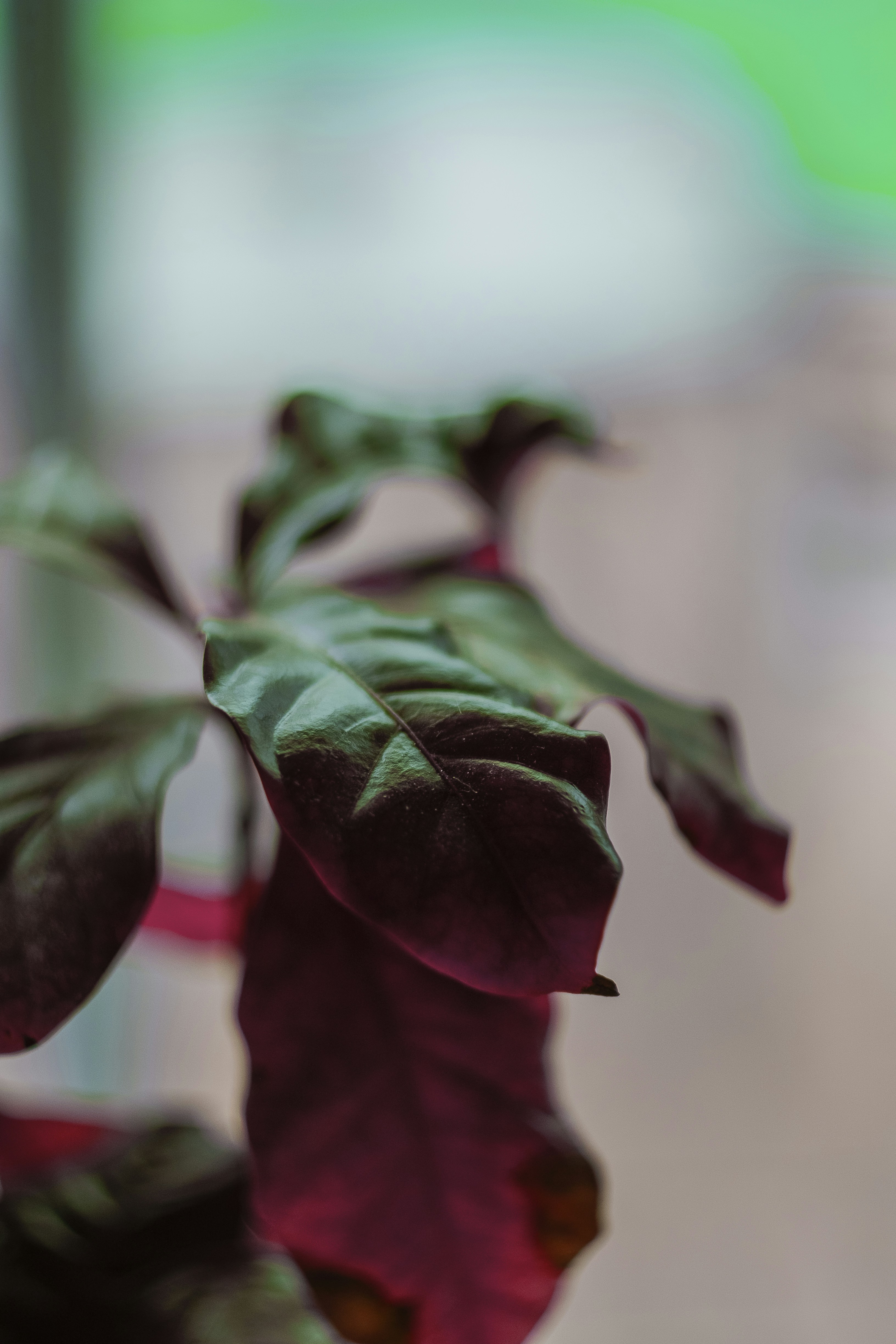 Maroon-edged leaf in a velvet blur: a study in texture