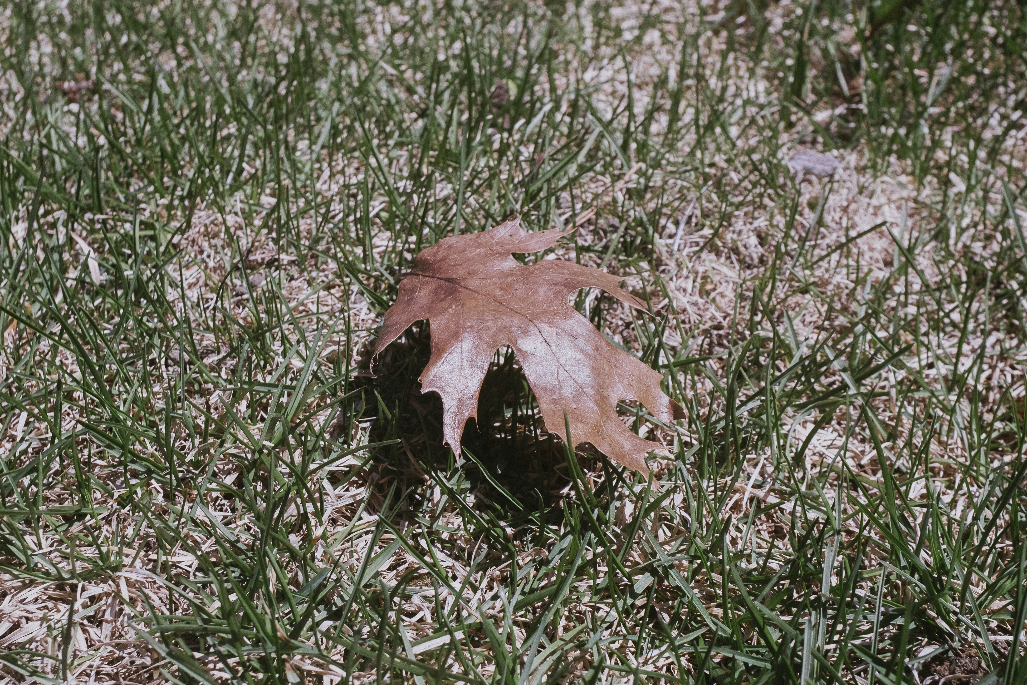 The Ground's Quiet Relic: A Brown Leaf Among Grass.