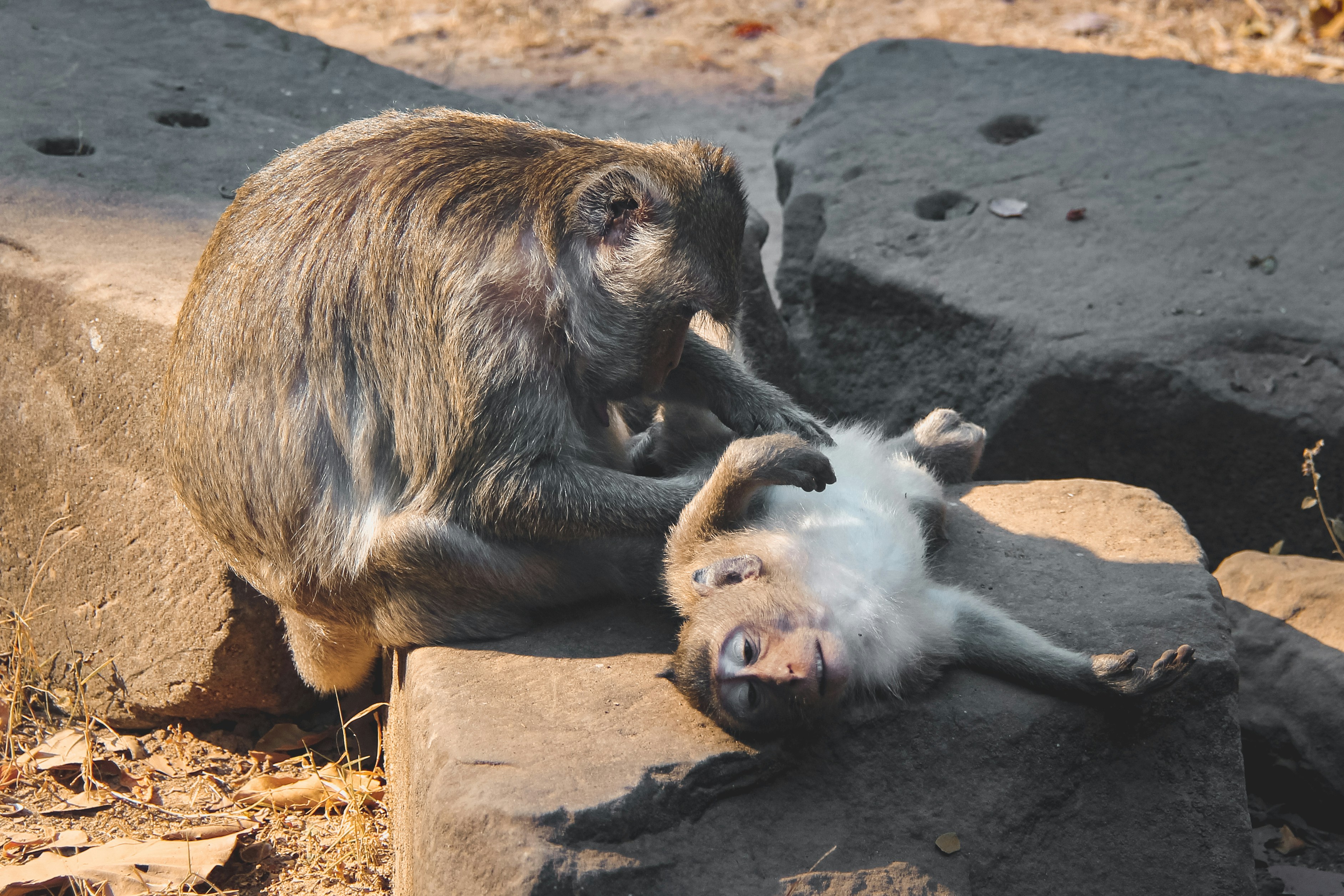 Stone Sunlit Grooming: An Elder Monkey Tenderly Tends a Resting Juvenile