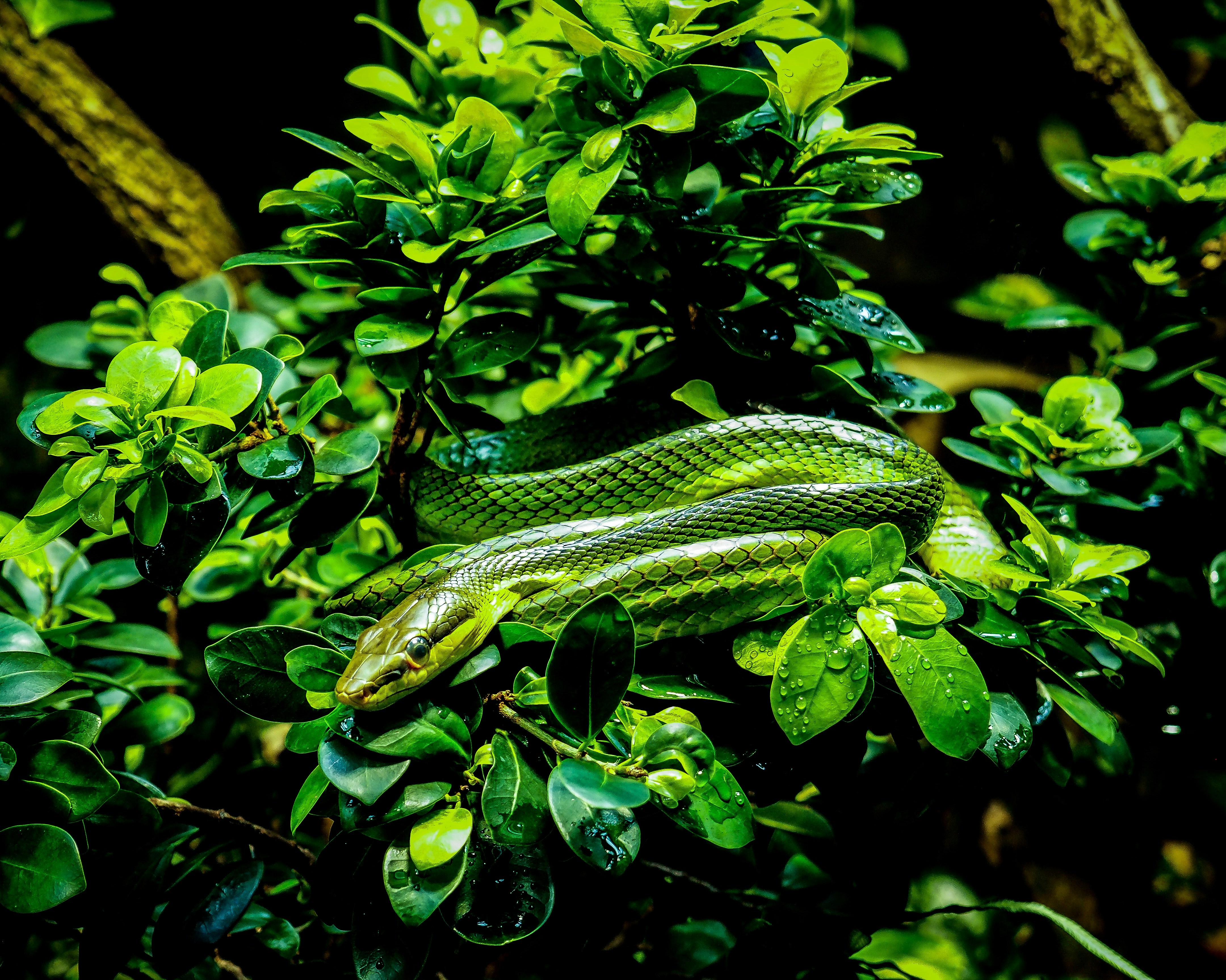 Emerald Coil on a Leafy Veil: A Green Pit Viper in Focus