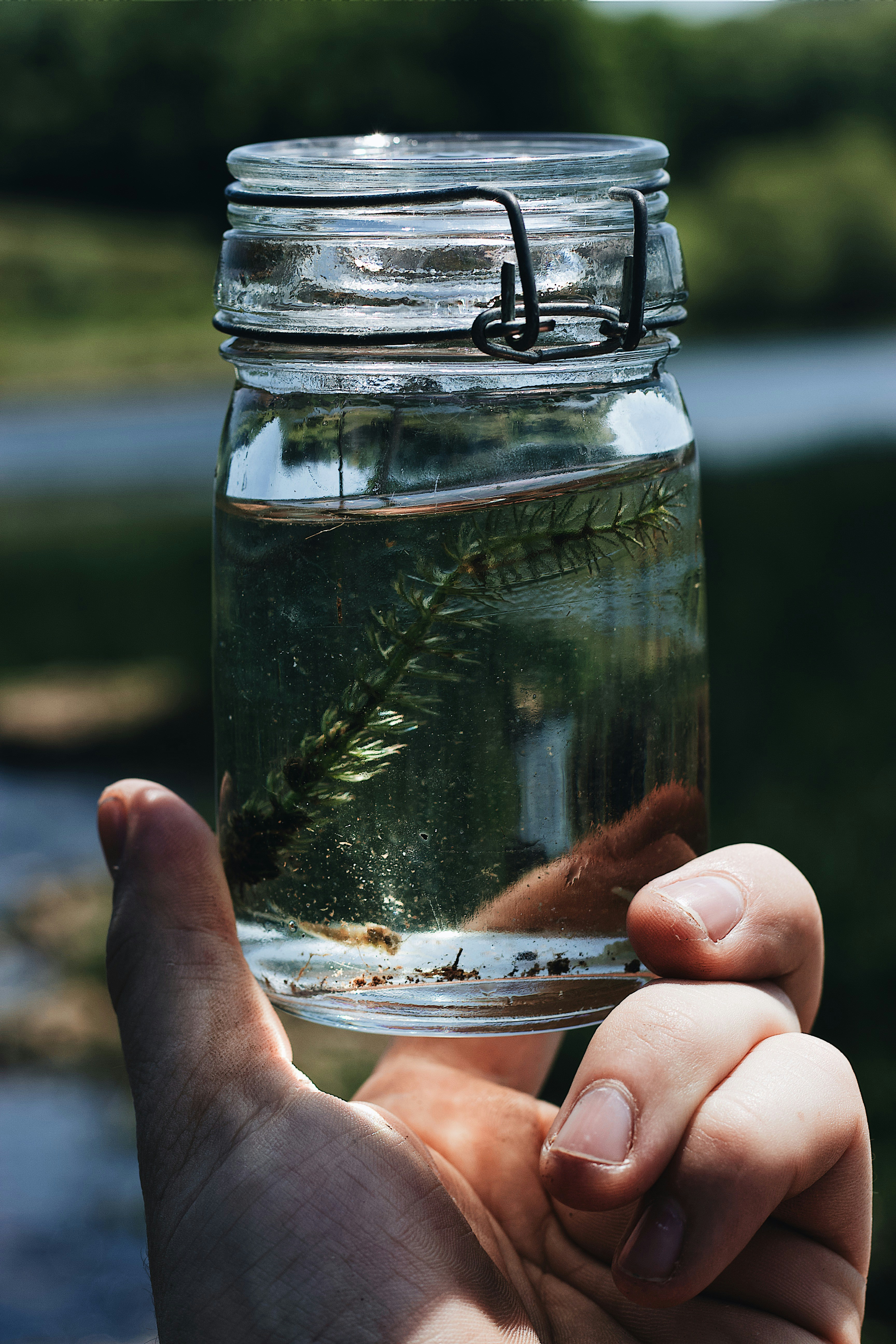 Sprig in Clear Glass: A Tiny Forest Preserved in Still Water