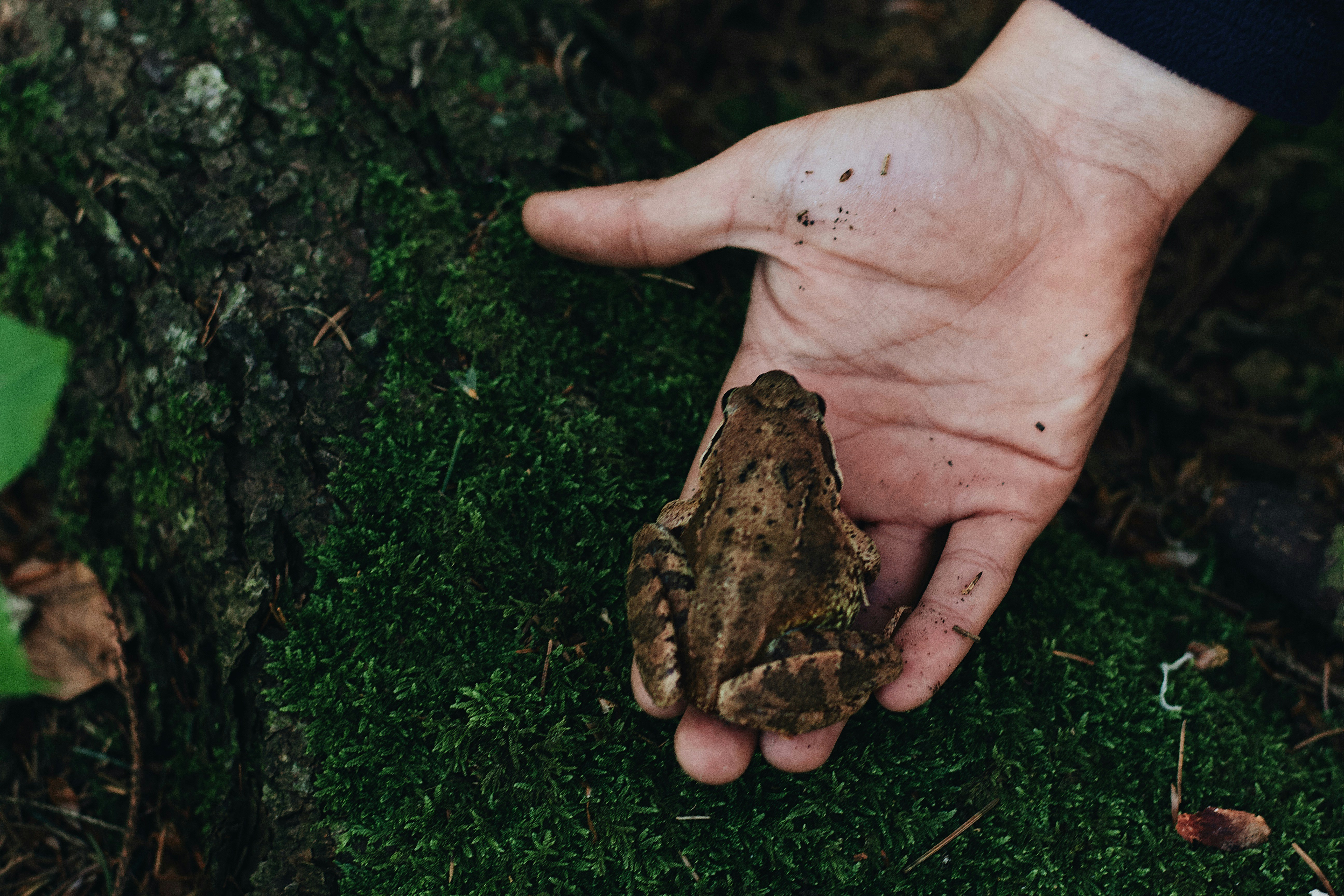 Moss-Draped Frog Held Gently in a Humble Hand