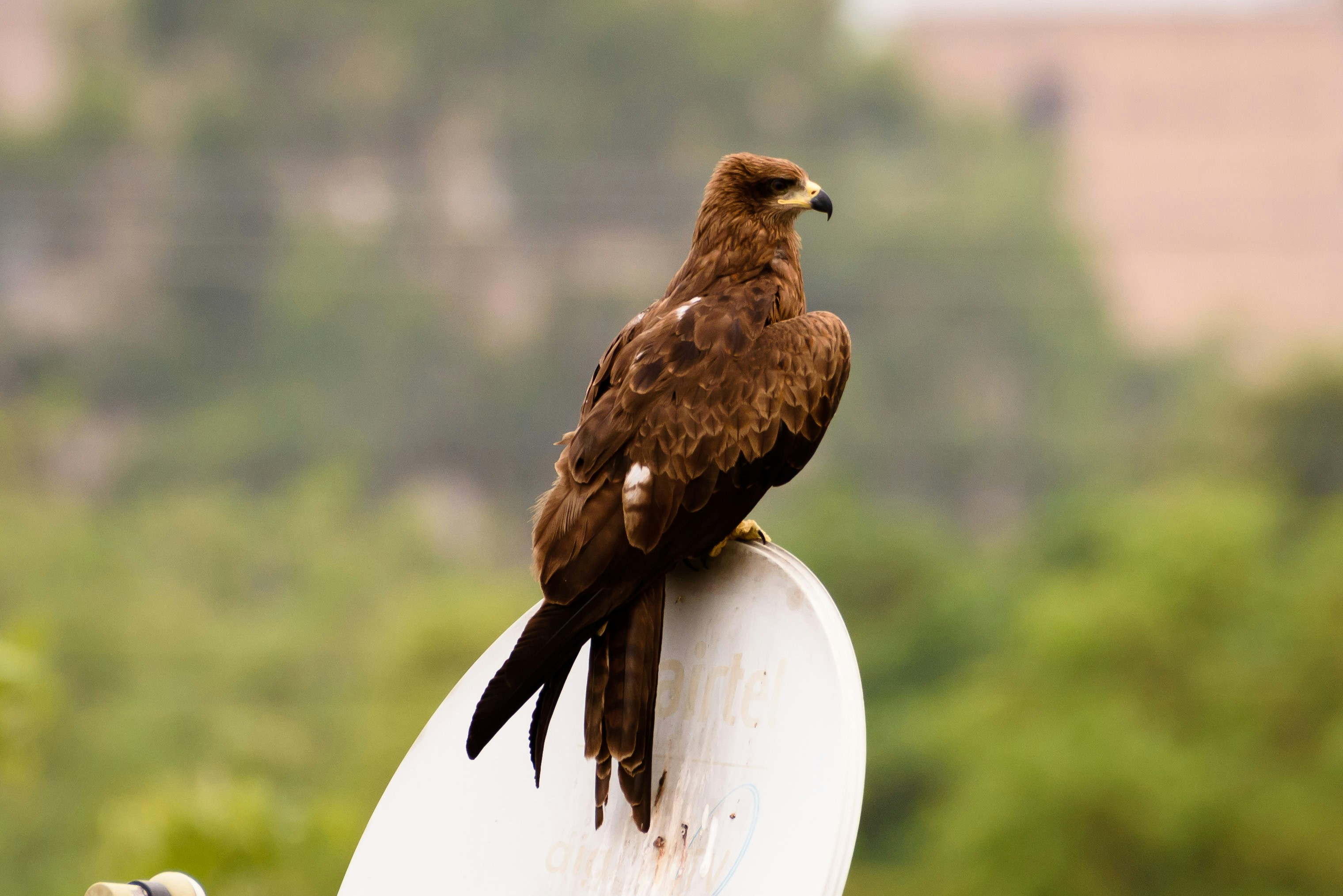Perched Raptor: Quiet Sentinel Above the Dish