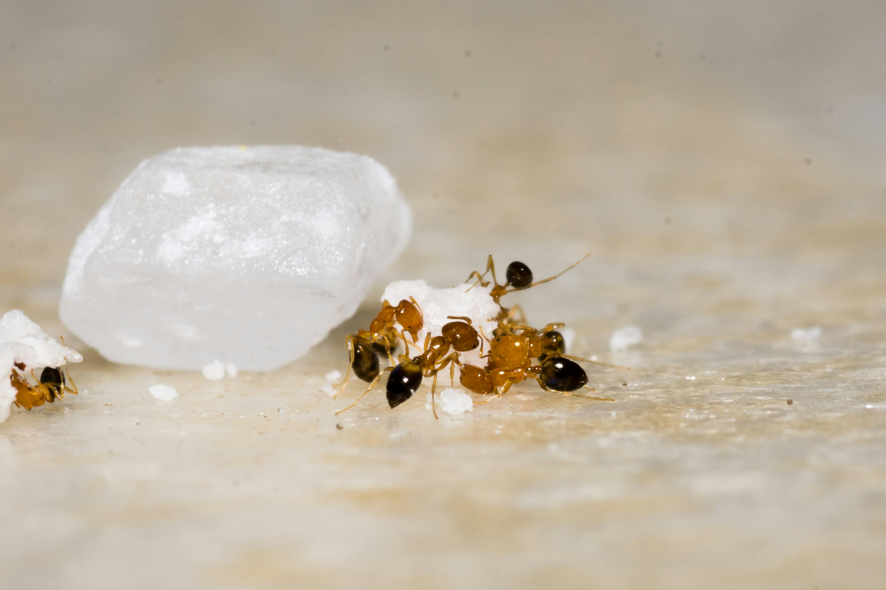 Ants at the Ice Edge: Tiny Proceedings on a Marble Surface