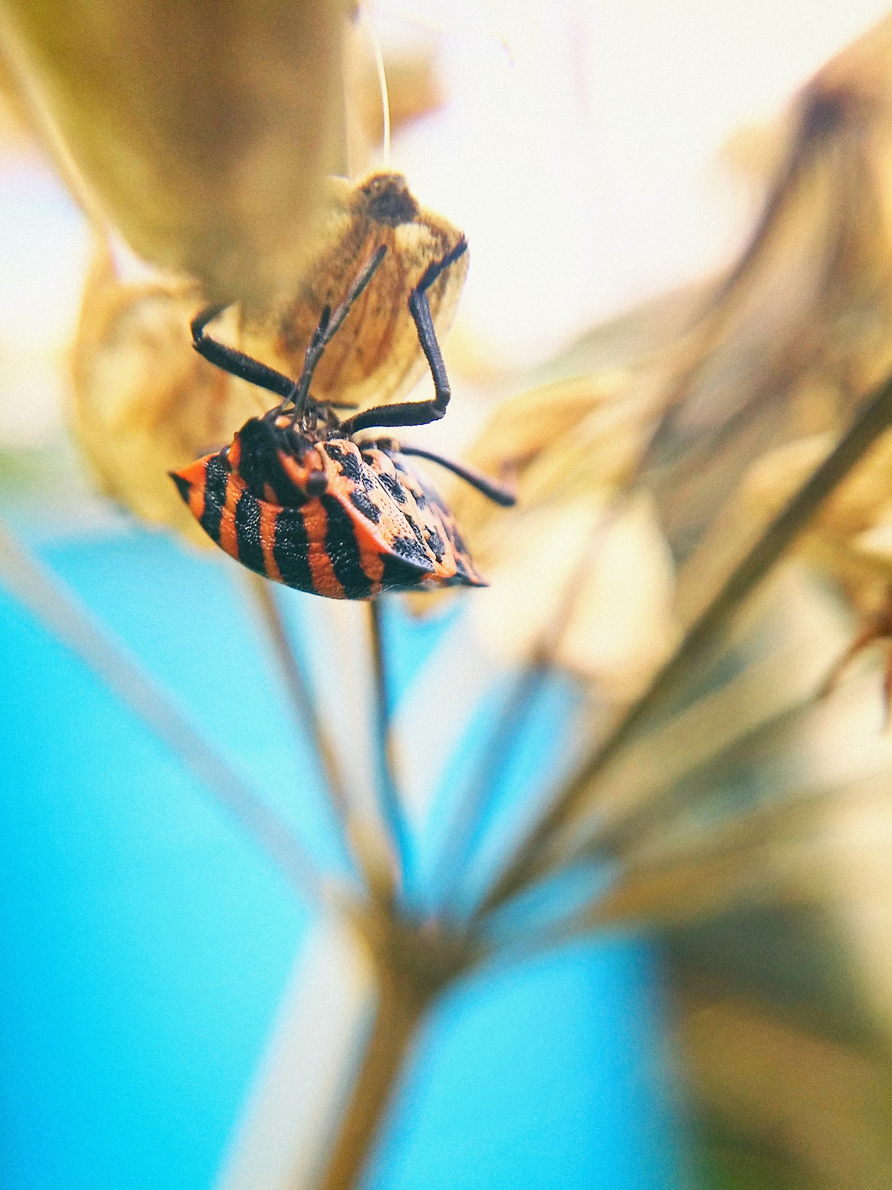 Striped Shield Bug on a Dried Stem Against a Dreamy Blue Backdrop
