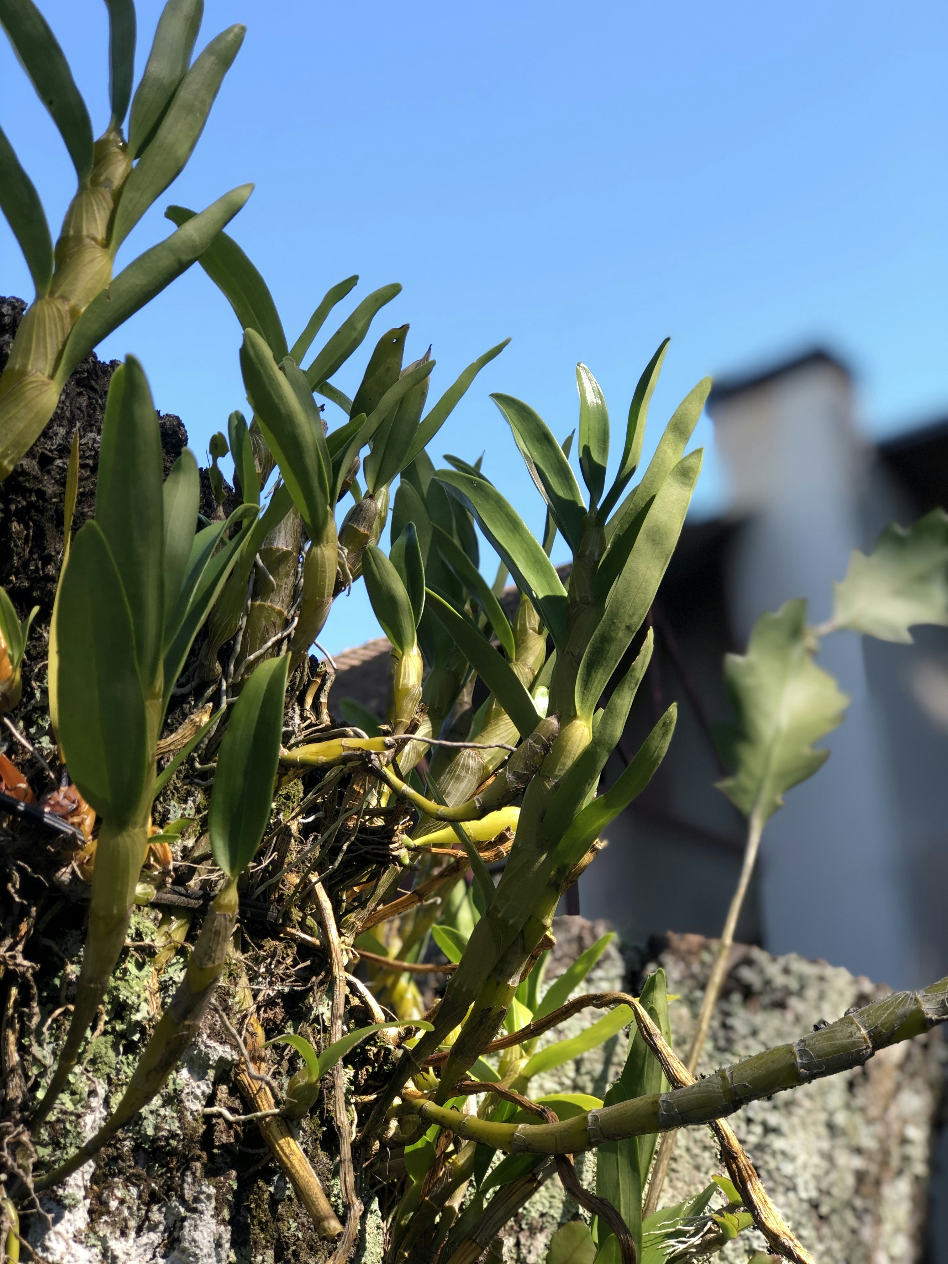 green plant on gray rock