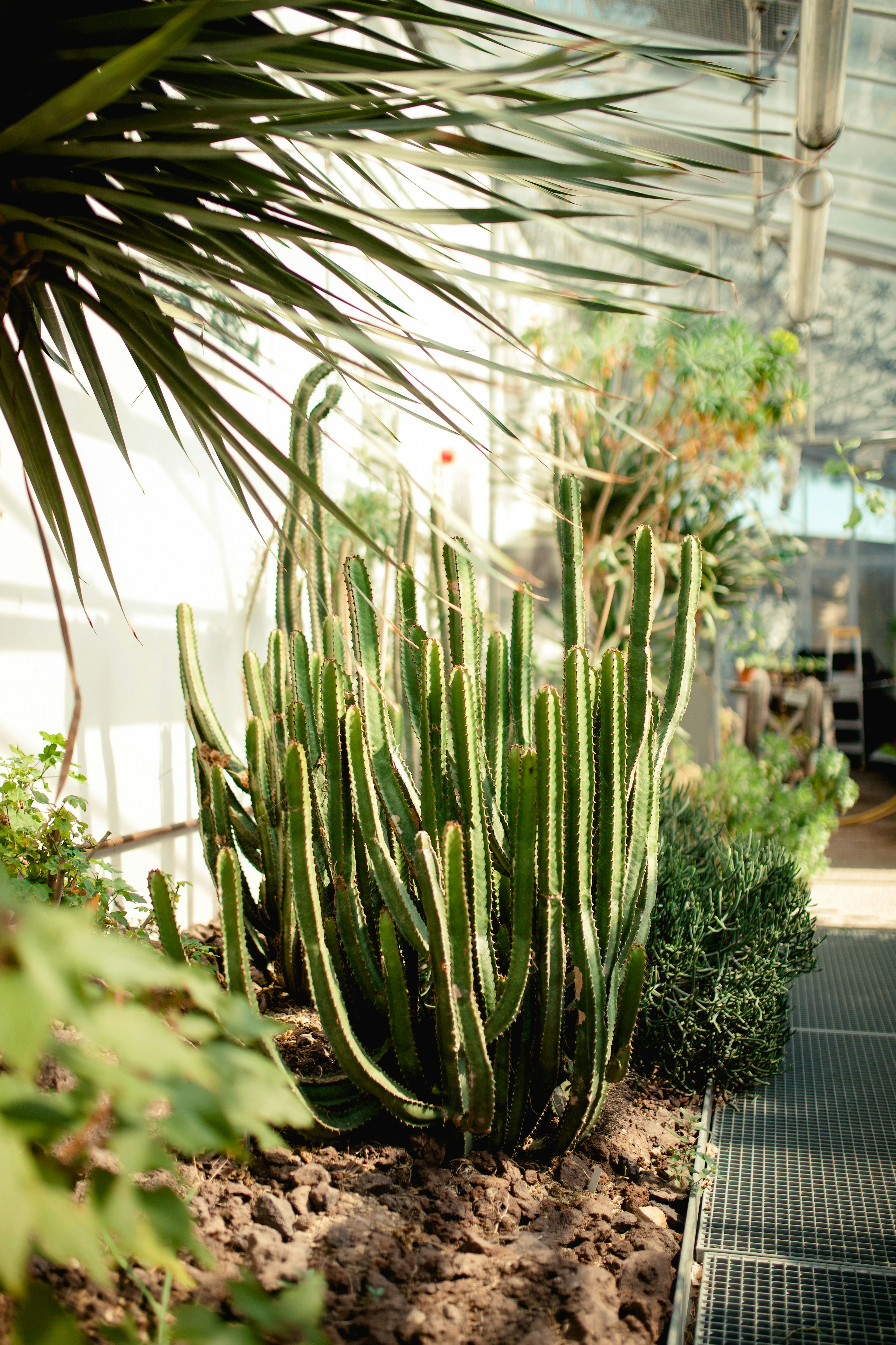 Tall cacti thrive amidst lush greenery in a sunlit greenhouse, showcasing the beauty of desert flora in a cultivated environment.