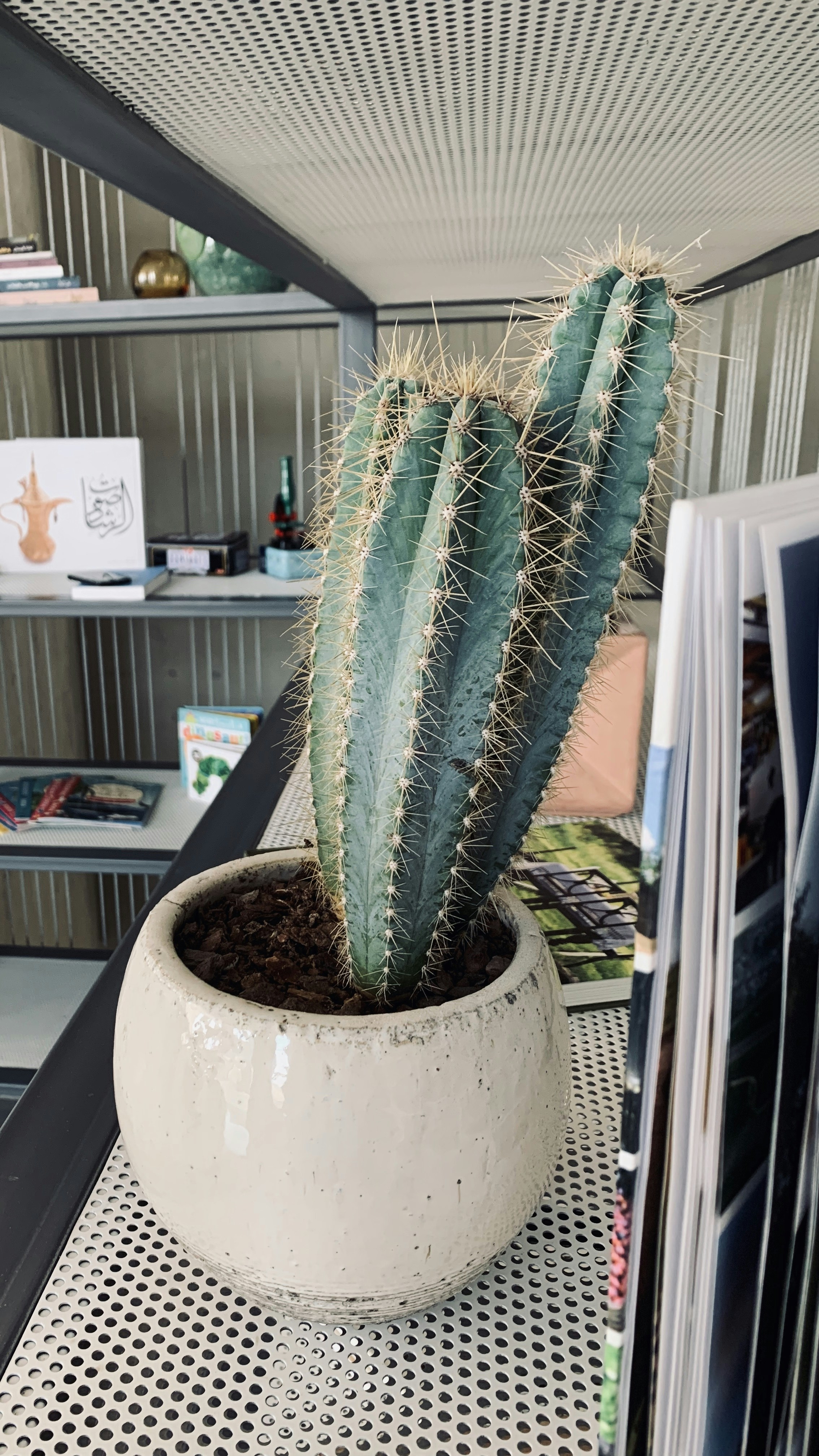 Urban Desert Portrait: Cactus on a Metal Shelf