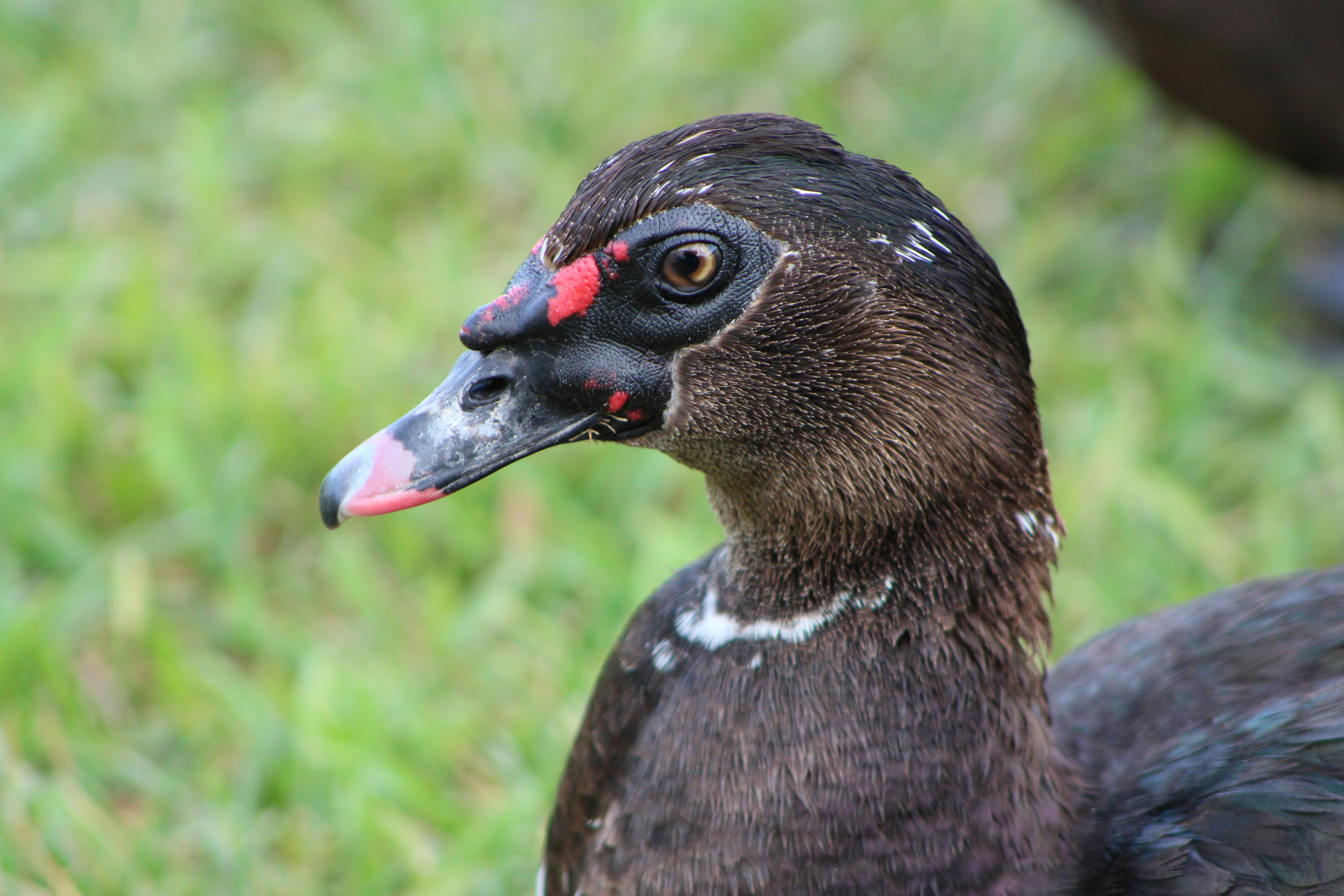 Caruncles in Focus: A Close-Up Portrait of a Muscovy Duck in Grass