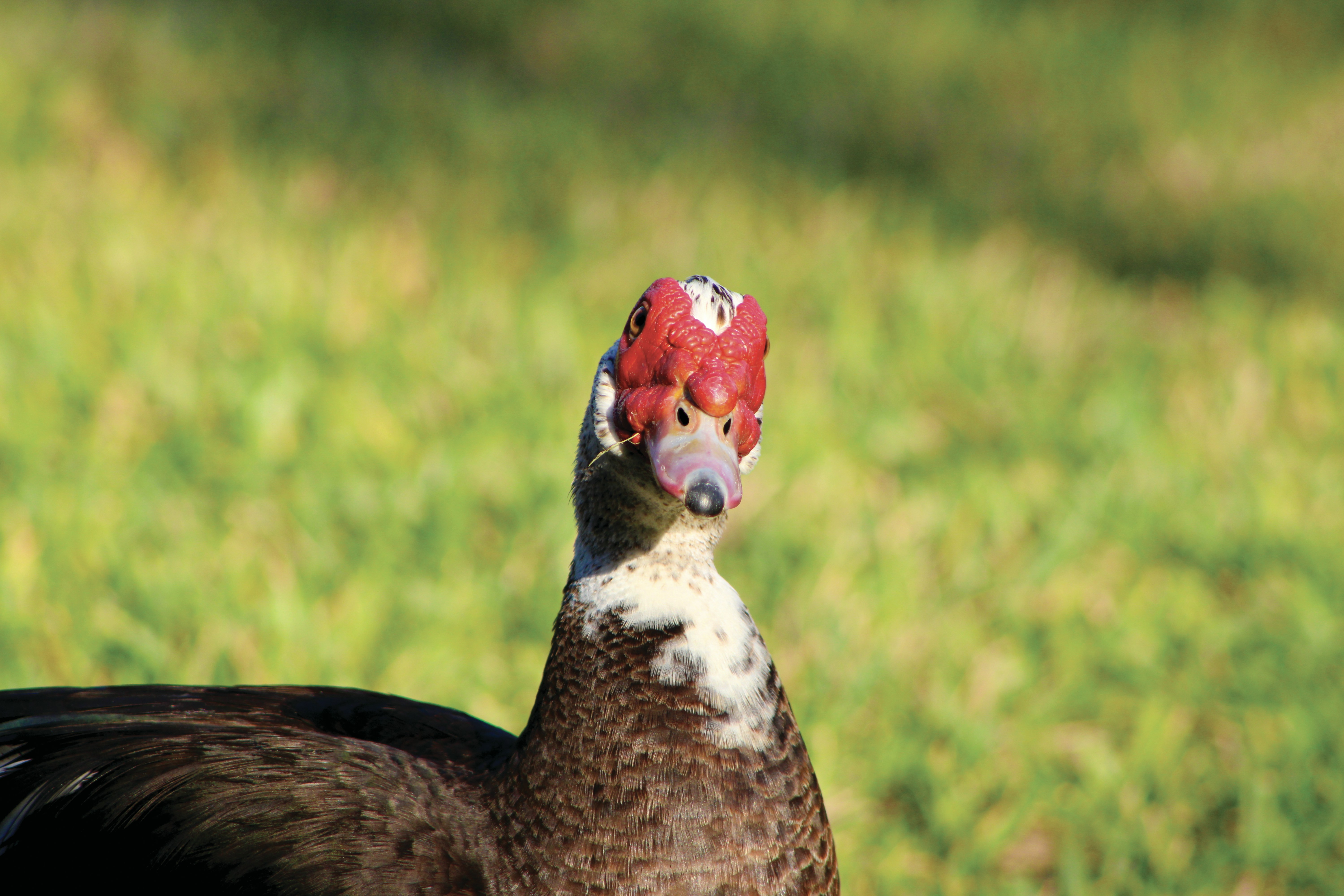 Scarlet Crowned Gaze: Close-Up of a Muscovy Duck in a Sunlit Field