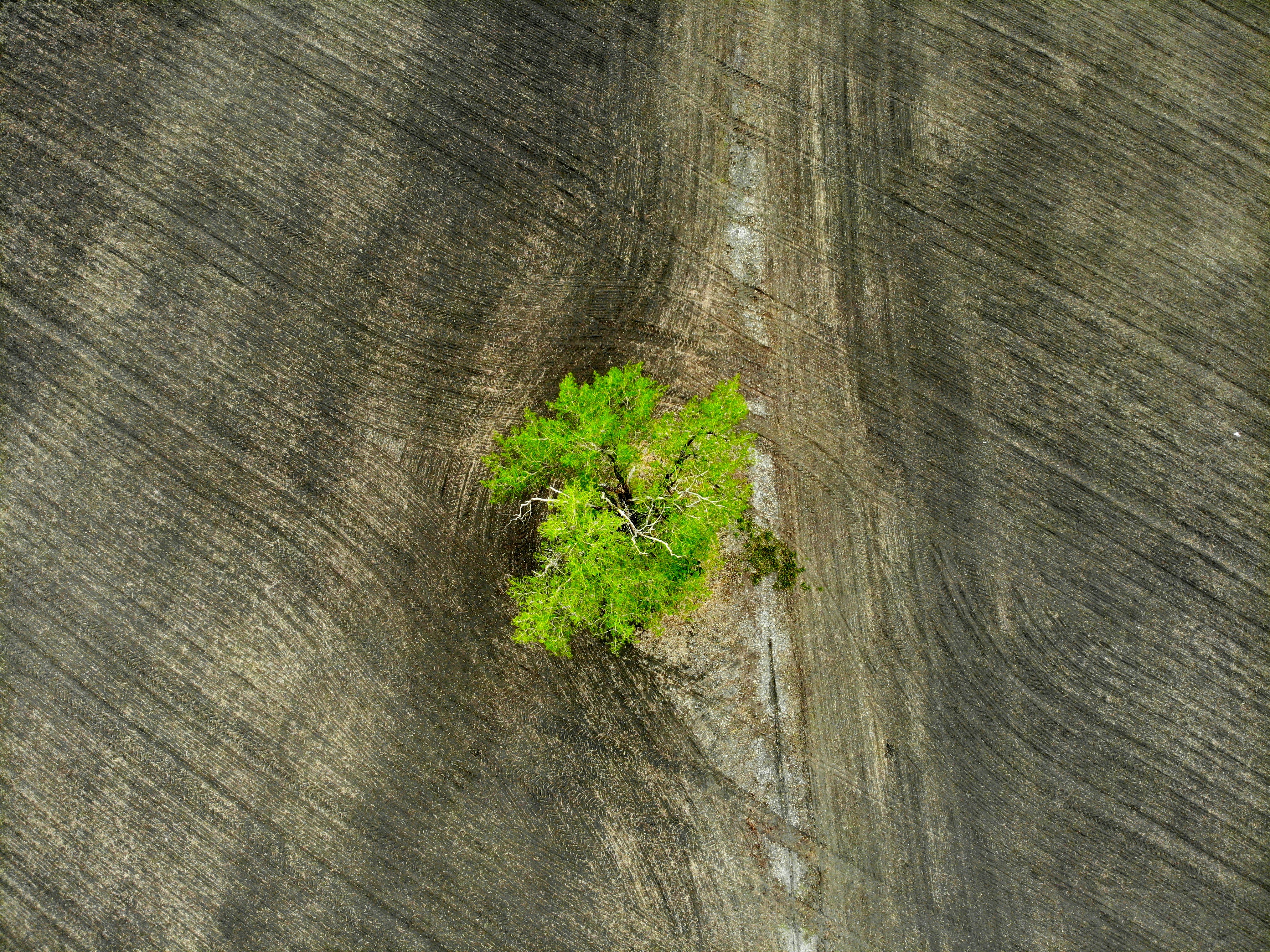 Verdant Canopy in a Striated Field: An Aerial Solitude
