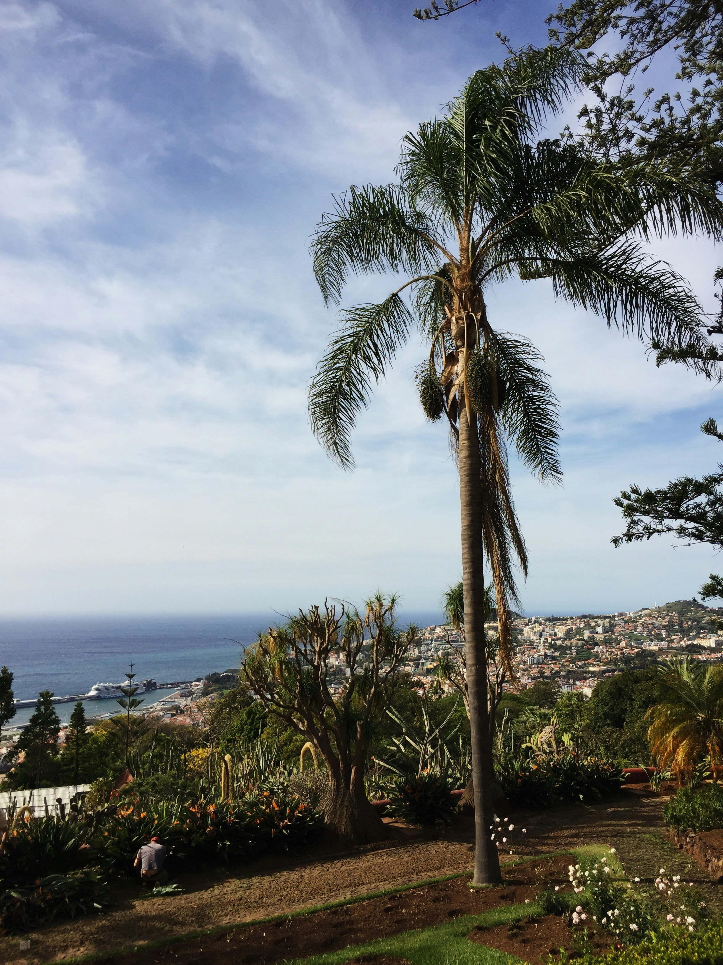 Palm Sentinel Over a Coastal Vista