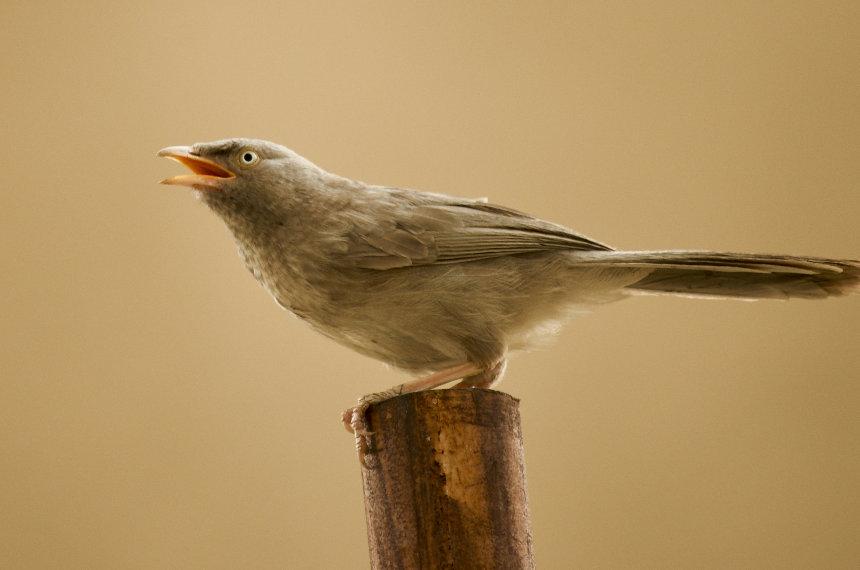 gray and white bird on brown wooden stick